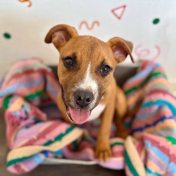 Dog for adoption - Toast Malone, a Pit Bull Terrier & Labrador ...