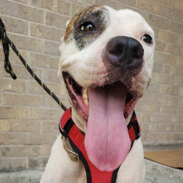 Dog for adoption - Ashley, a Mixed Breed in Londonderry, NH | Petfinder