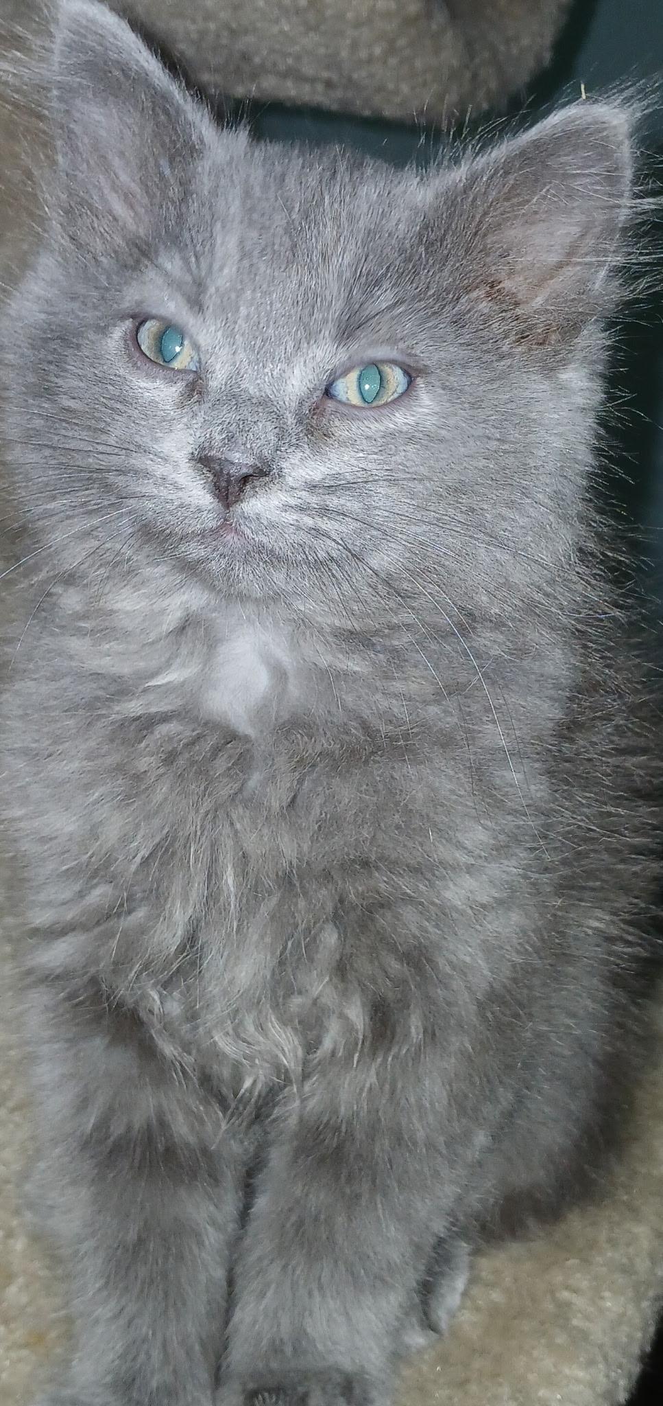 Cat for adoption - Fuzzball, a Russian Blue & Domestic Long Hair Mix in ...