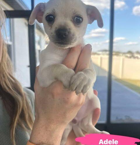 Dog for adoption - Adele, a Yorkshire Terrier Mix in Tampa, FL | Petfinder