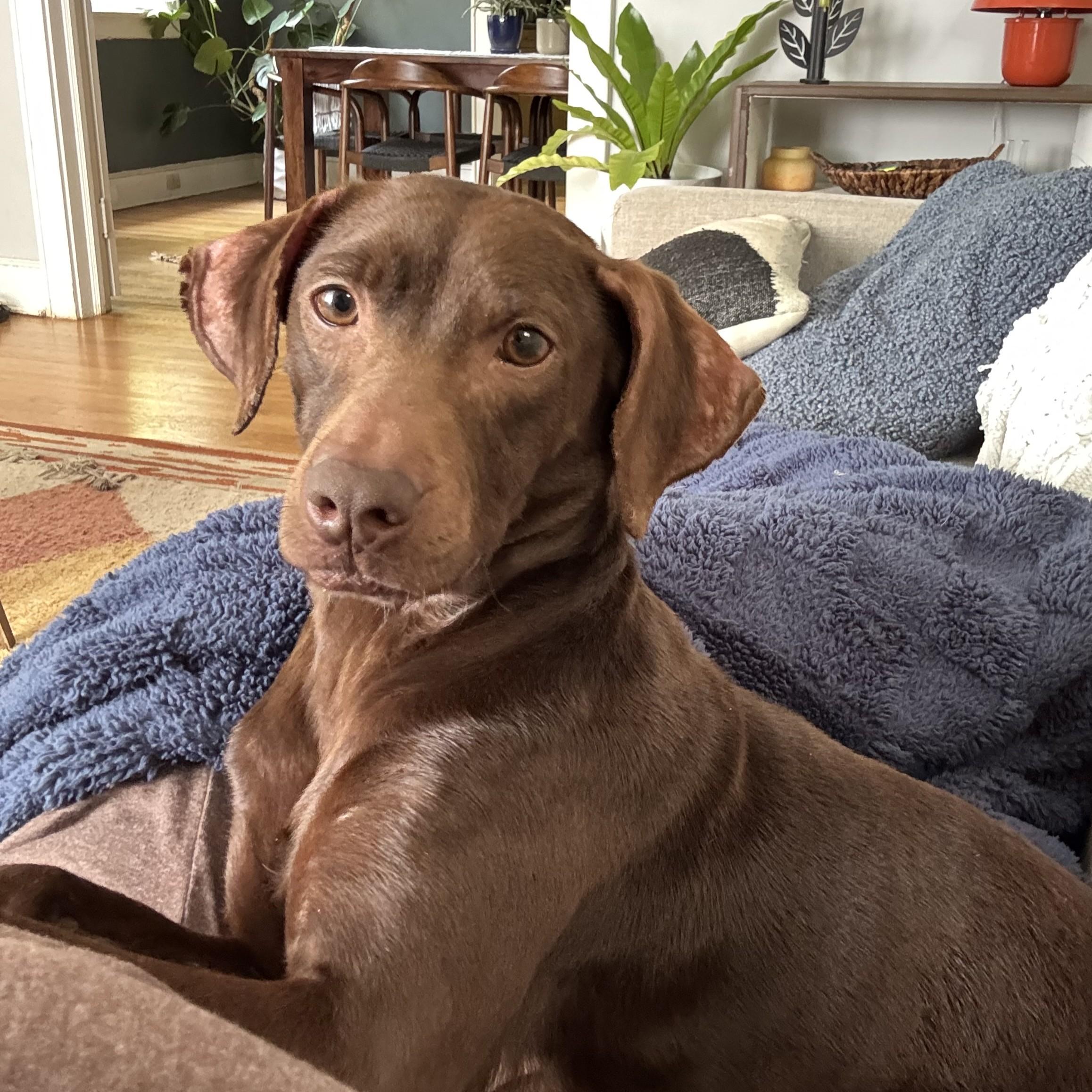 Dog for adoption - Tanis, a Labrador Retriever & Pit Bull Terrier Mix in Northwood, NH | Petfinder