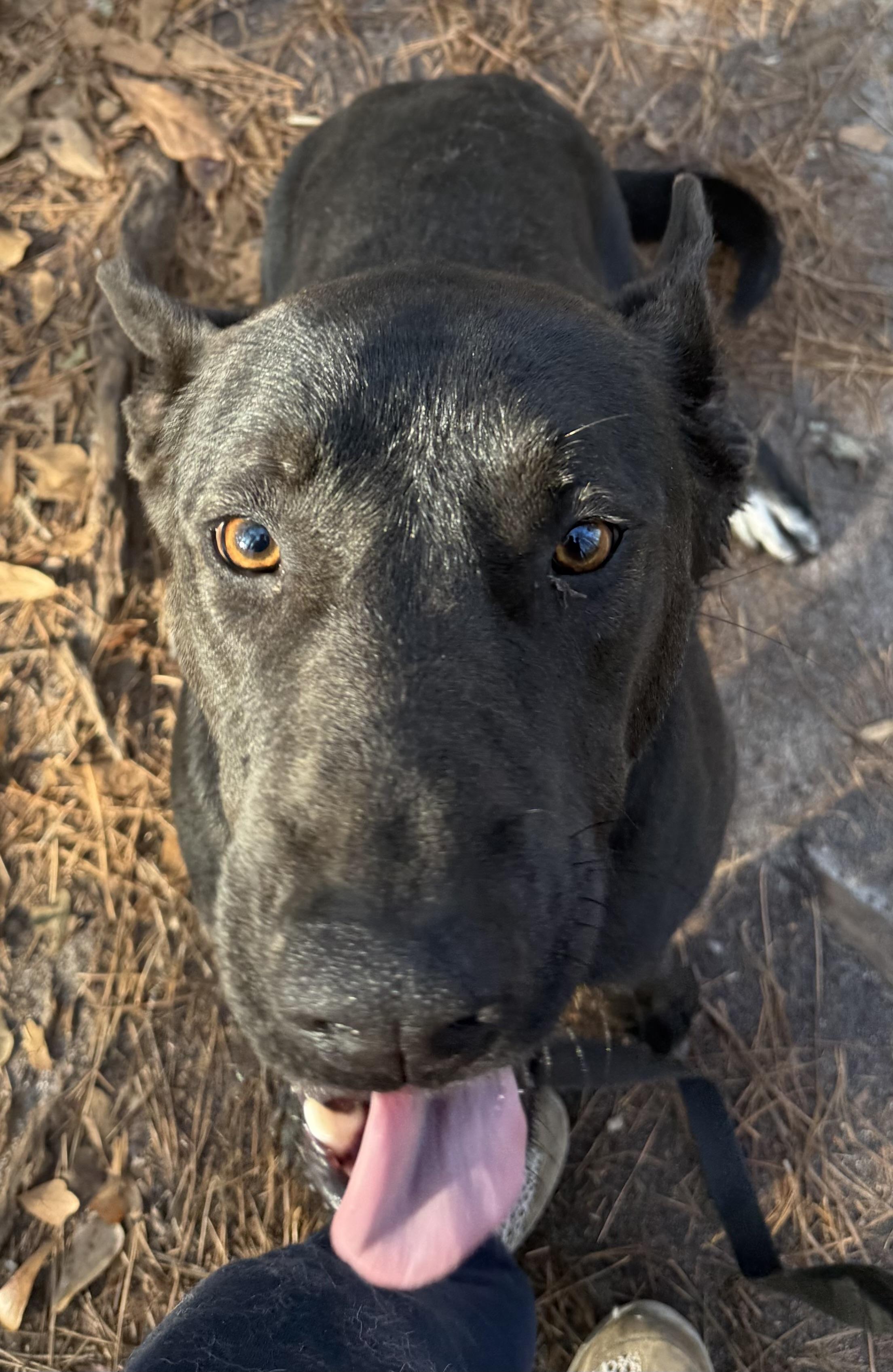 Dog for adoption - Rooster, a Shepherd Mix in Charlotte, NC | Petfinder