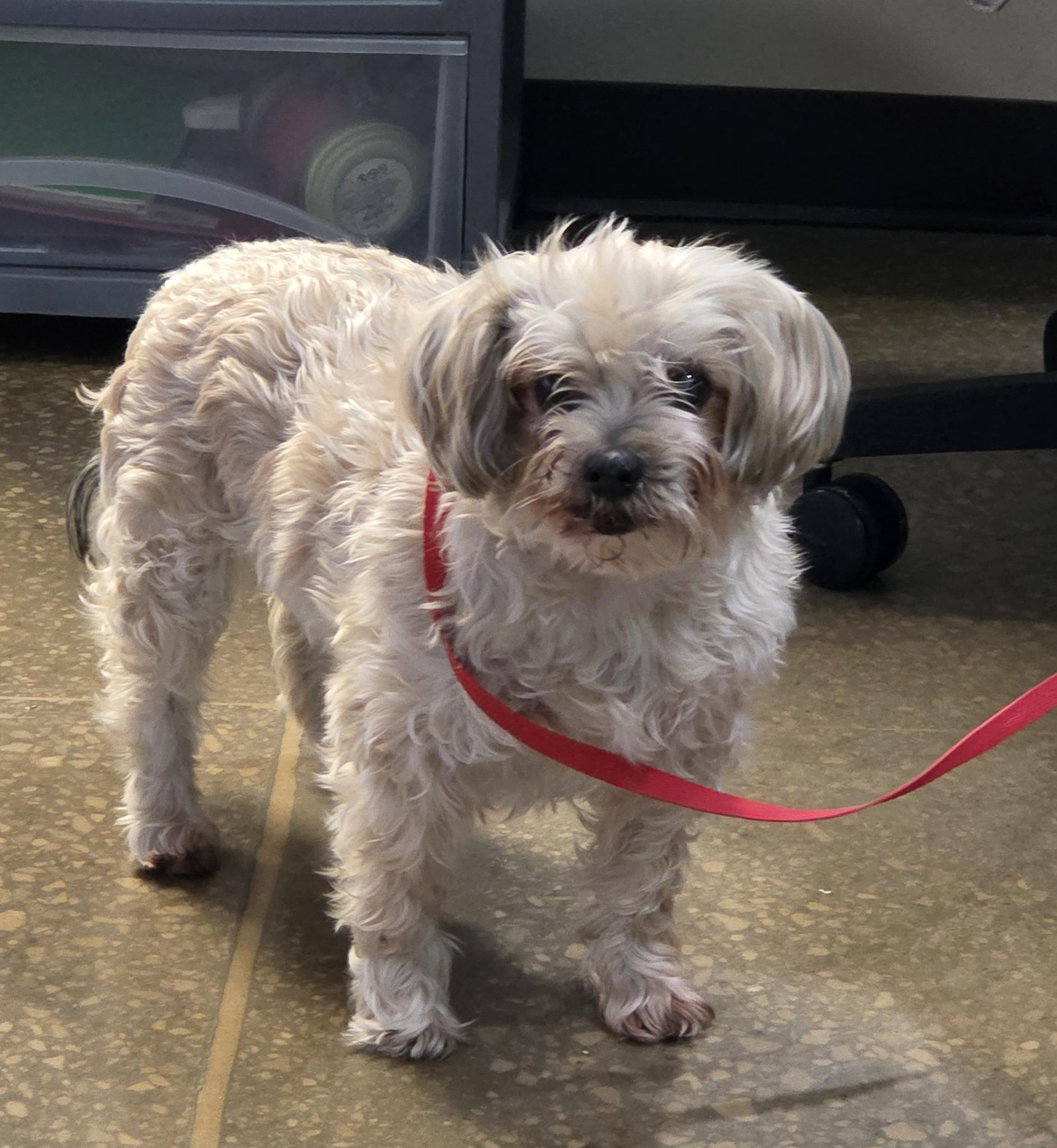 Didi - Adoptable Pet | Petfinder | Petfinder