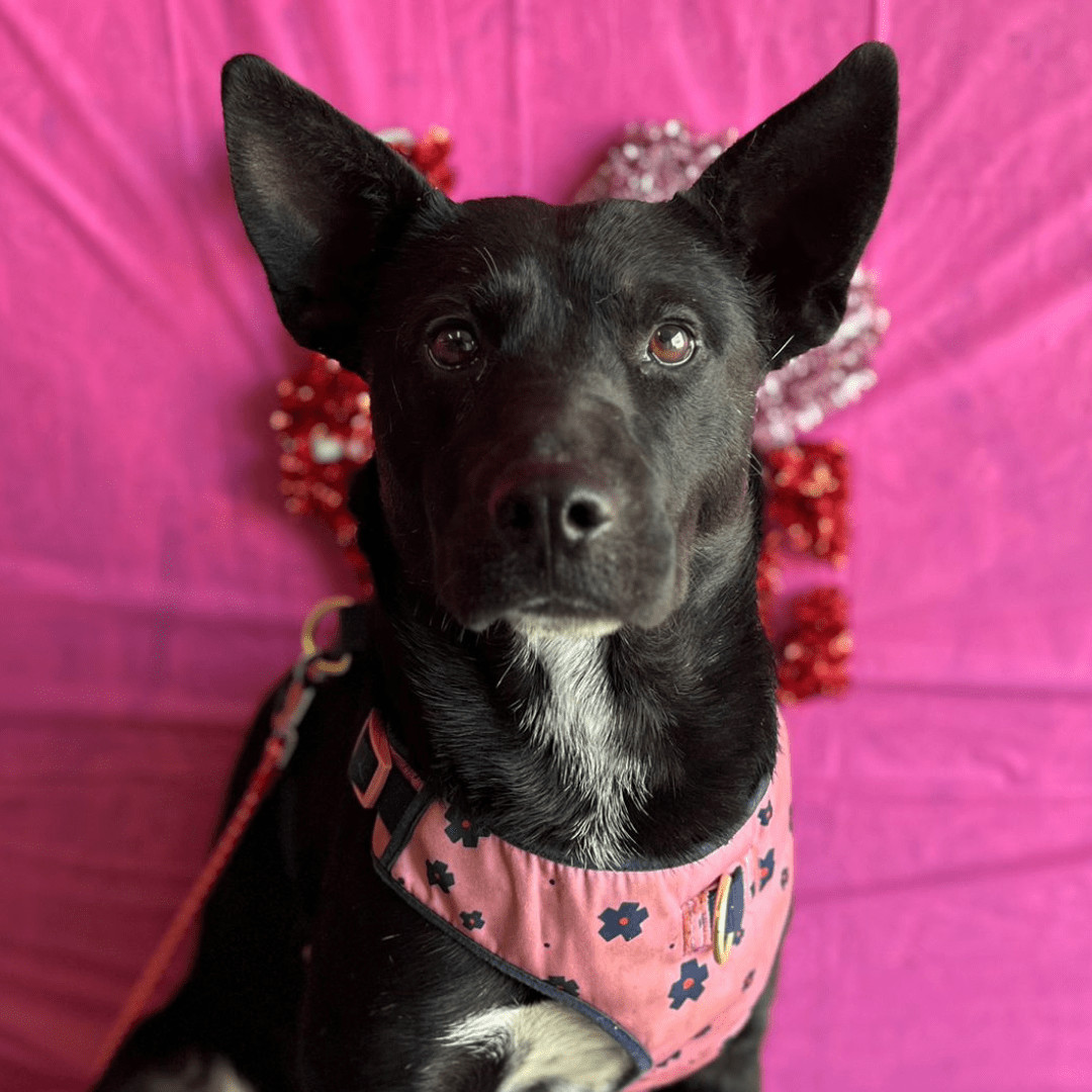 Dog for adoption - Kristin, an Australian Cattle Dog / Blue Heeler ...