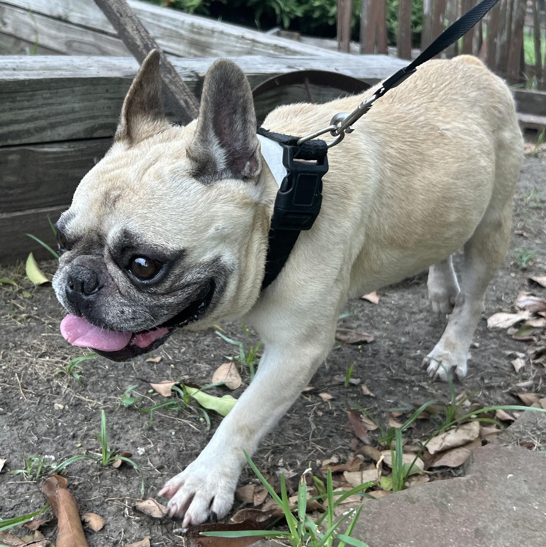 Dog for adoption - Bernie, a Bulldog & French Bulldog Mix in Dayton, OH ...
