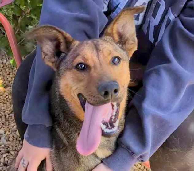 Dog for adoption - Corey, a German Shepherd Dog Mix in Anniston, AL ...