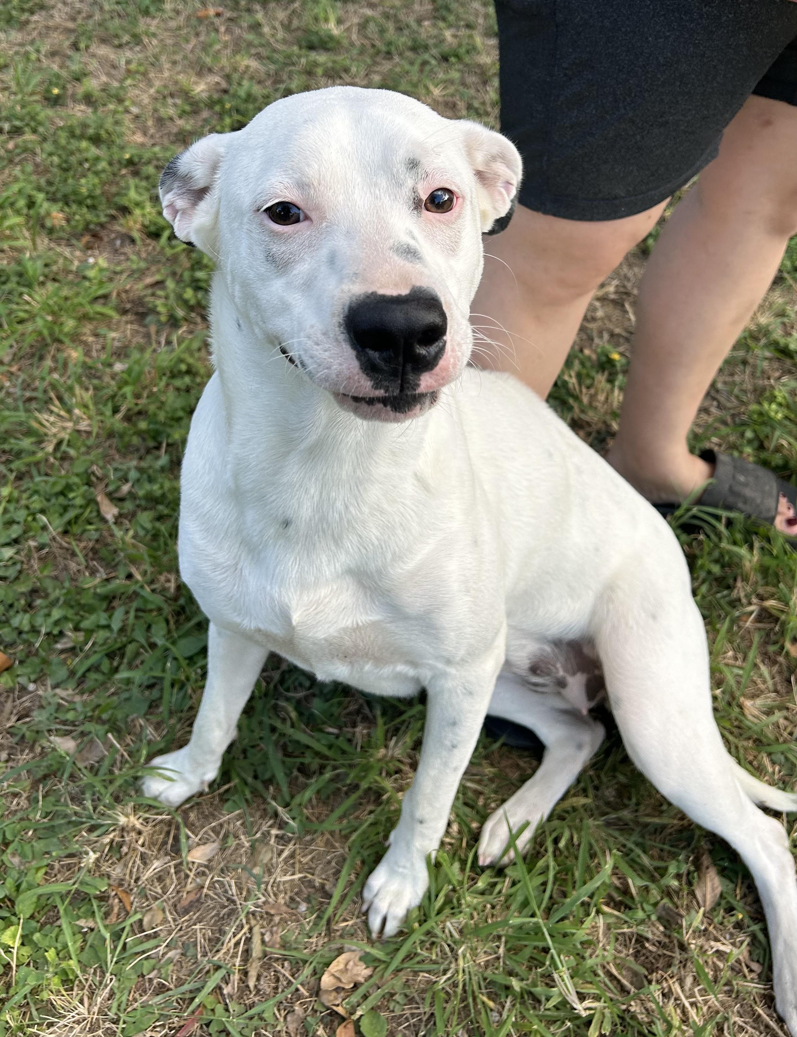 Dog for adoption - Daisy, a Dogo Argentino in Tacoma, WA | Petfinder