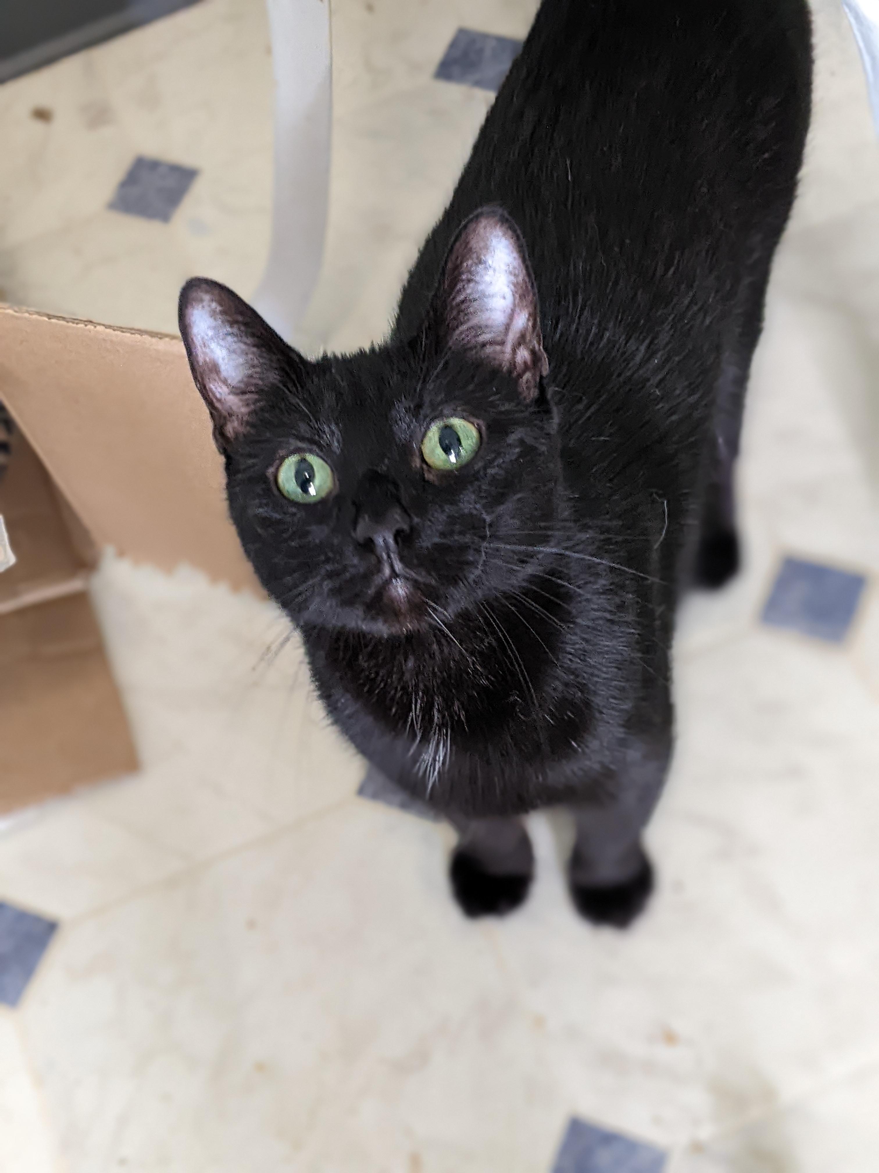 Cat for adoption - Ebony, a Domestic Short Hair in Tilton, IL | Petfinder