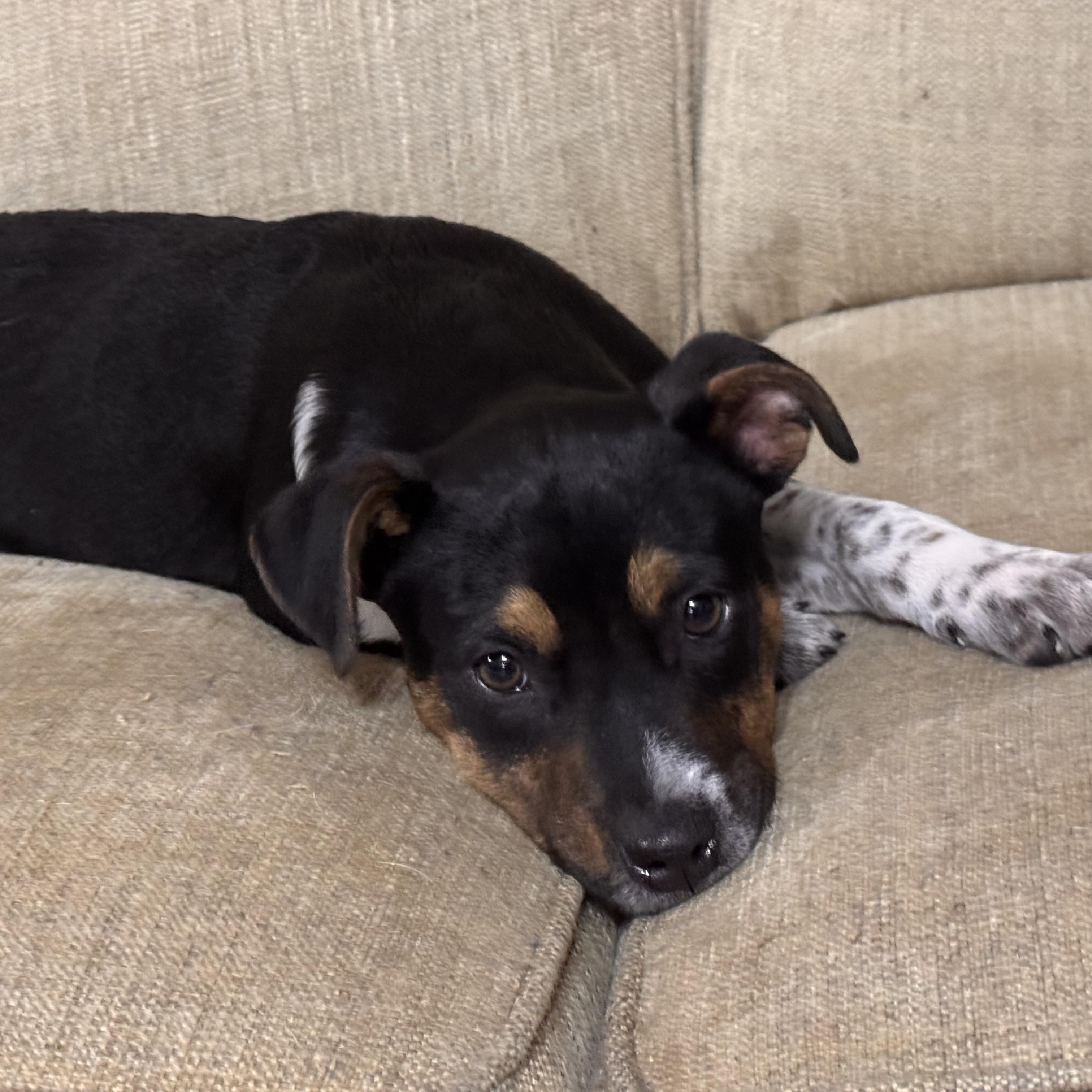 Dog for adoption - JAY JAY (Sweet, adorable puppy looking for a forever ...