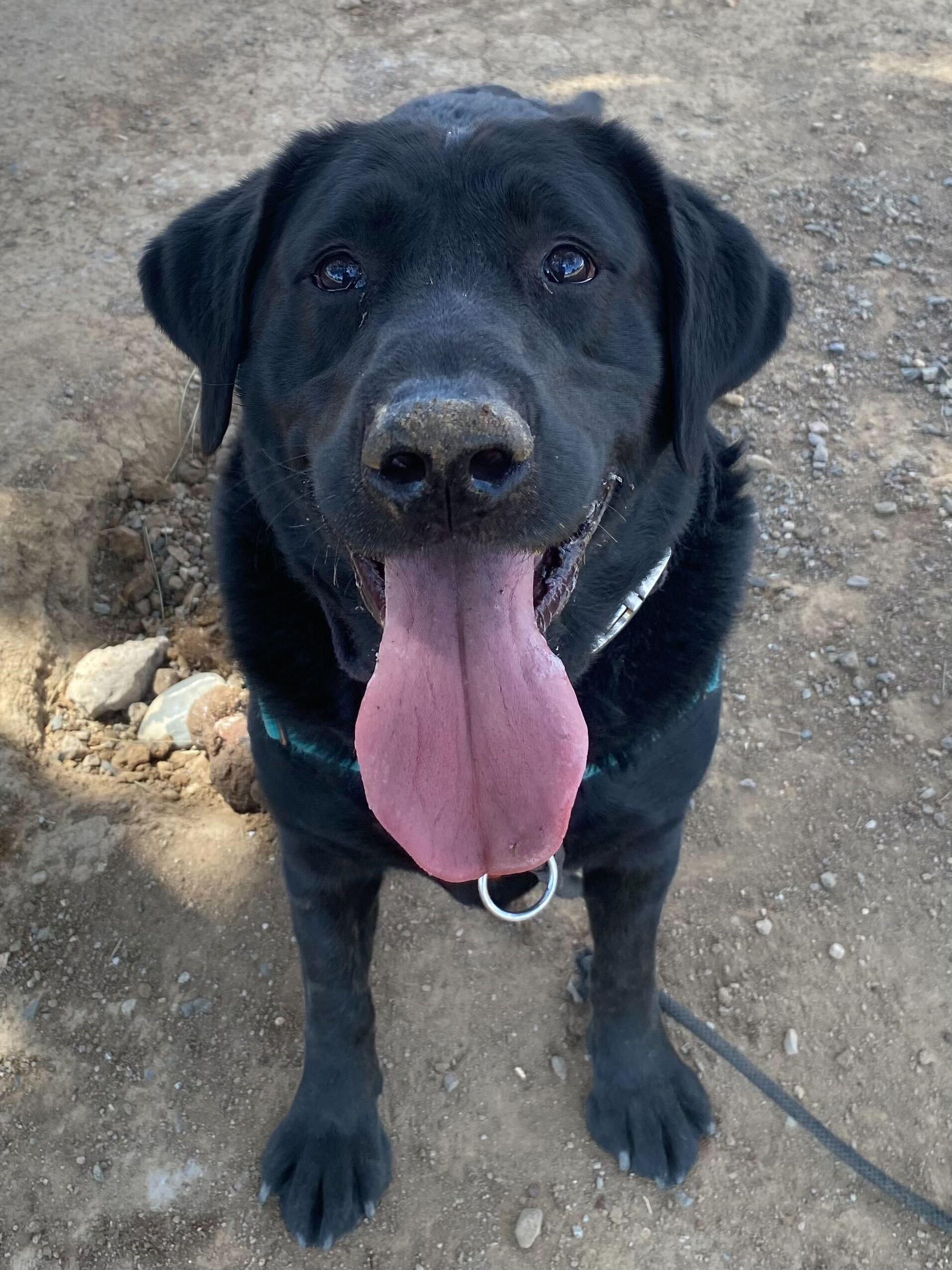 Dog for adoption - Scooter, a Black Labrador Retriever in Washoe Valley ...