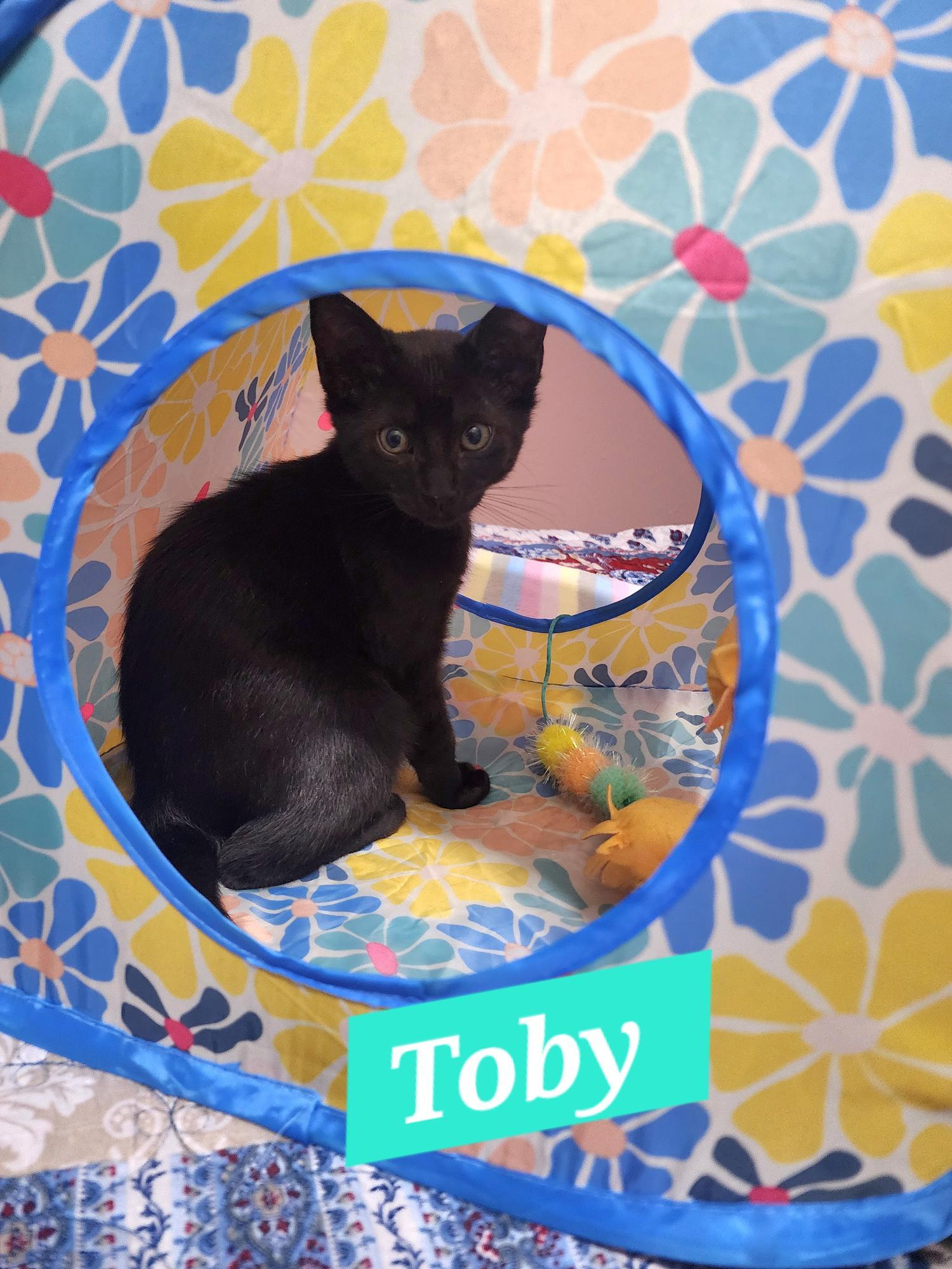 Cat for adoption - Toby, a Domestic Medium Hair in Houston, TX | Petfinder