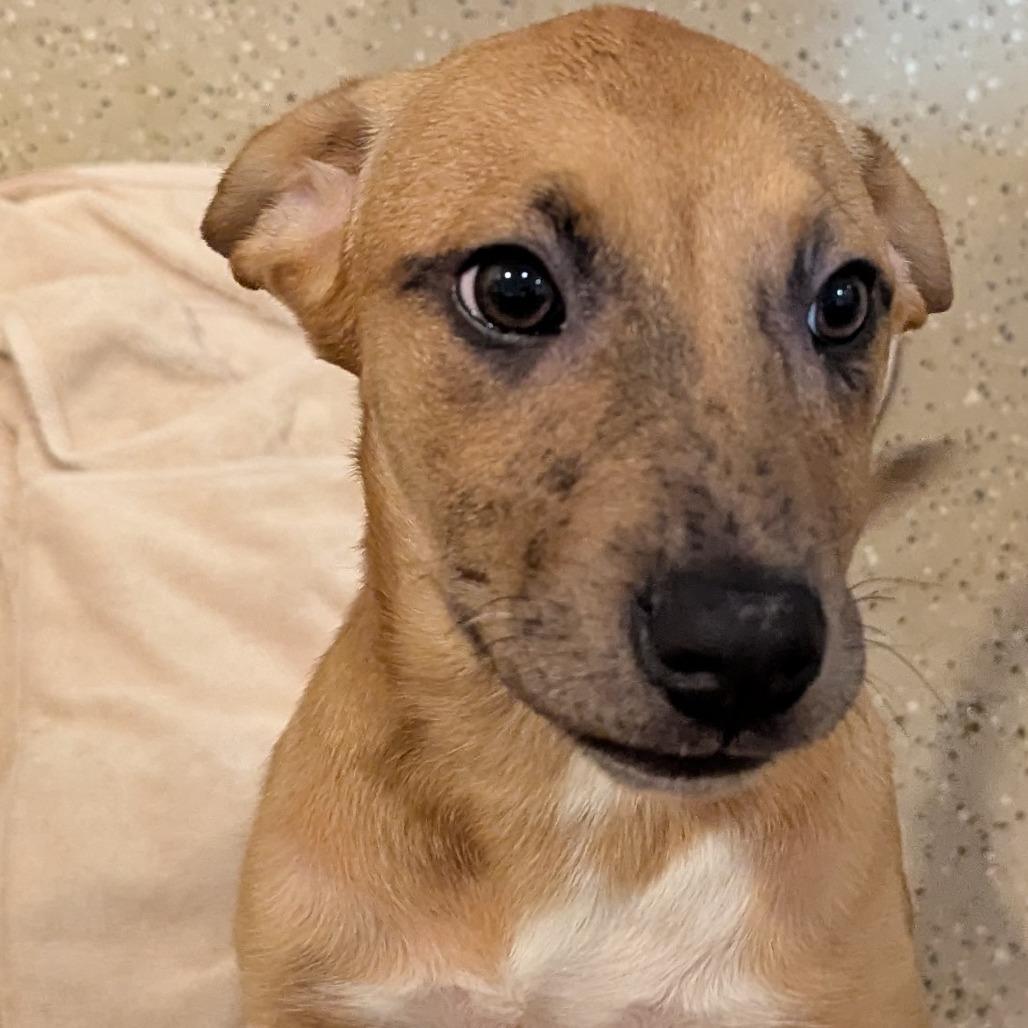 Dog for adoption - Dogma, a Hound Mix in Fenton, MI | Petfinder