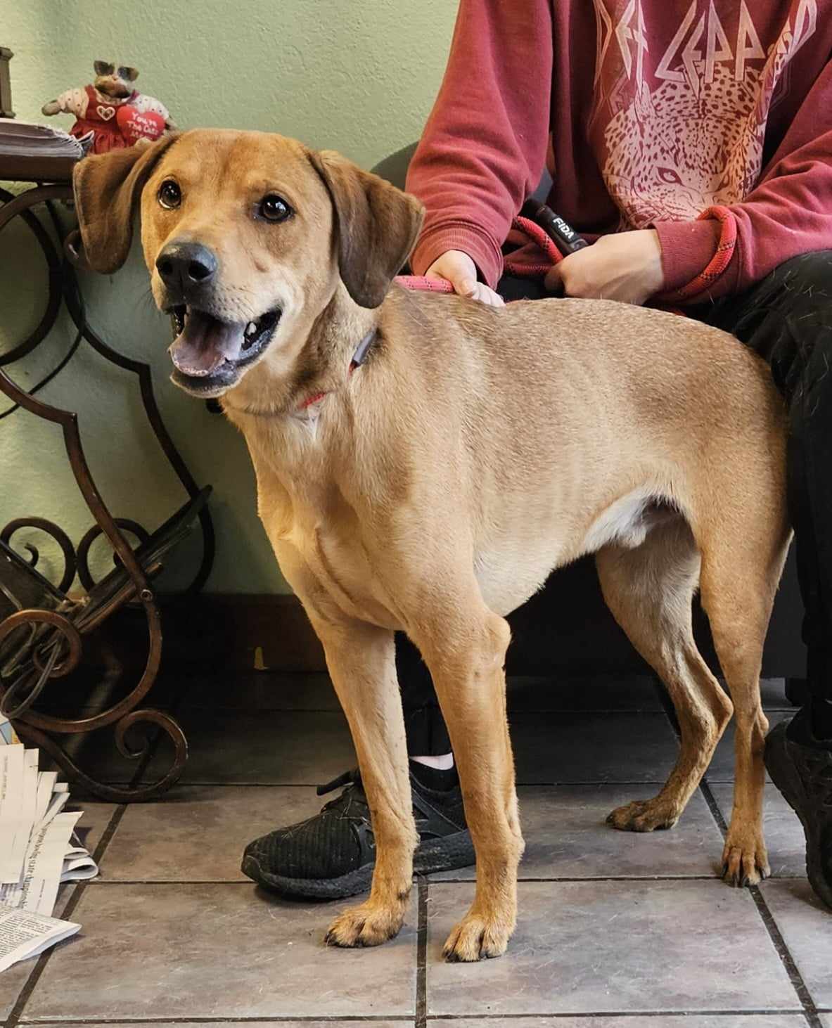 Dog for adoption - Tadpole, a Hound Mix in Jackson, TN | Petfinder