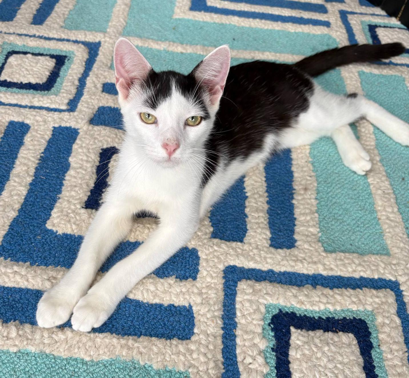 Cat for adoption - Noir and Tigress - exotic BONDED beauties who can't ...