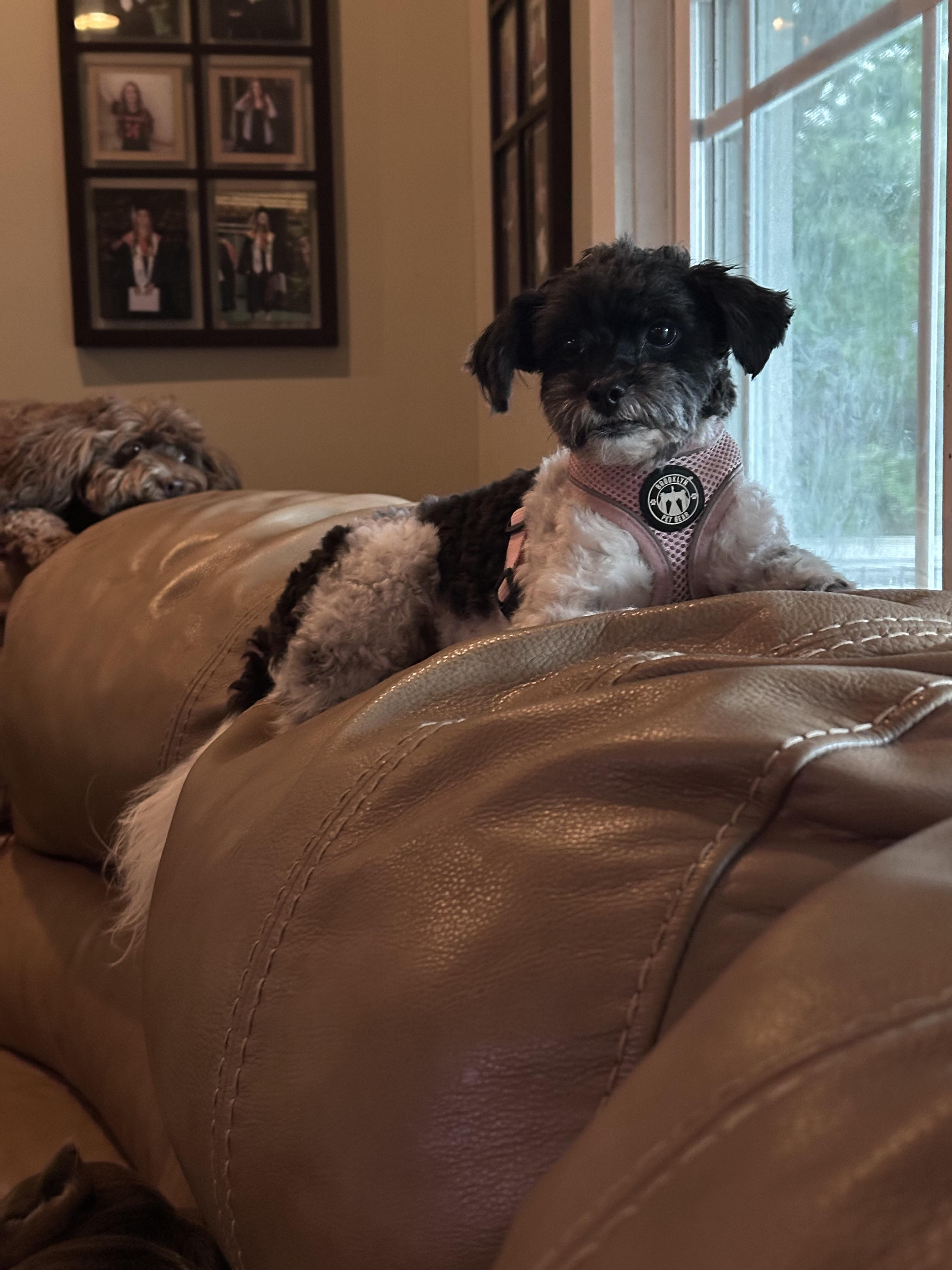 Dog for adoption - KK (1985), a Shih Tzu & Miniature Poodle Mix in ...