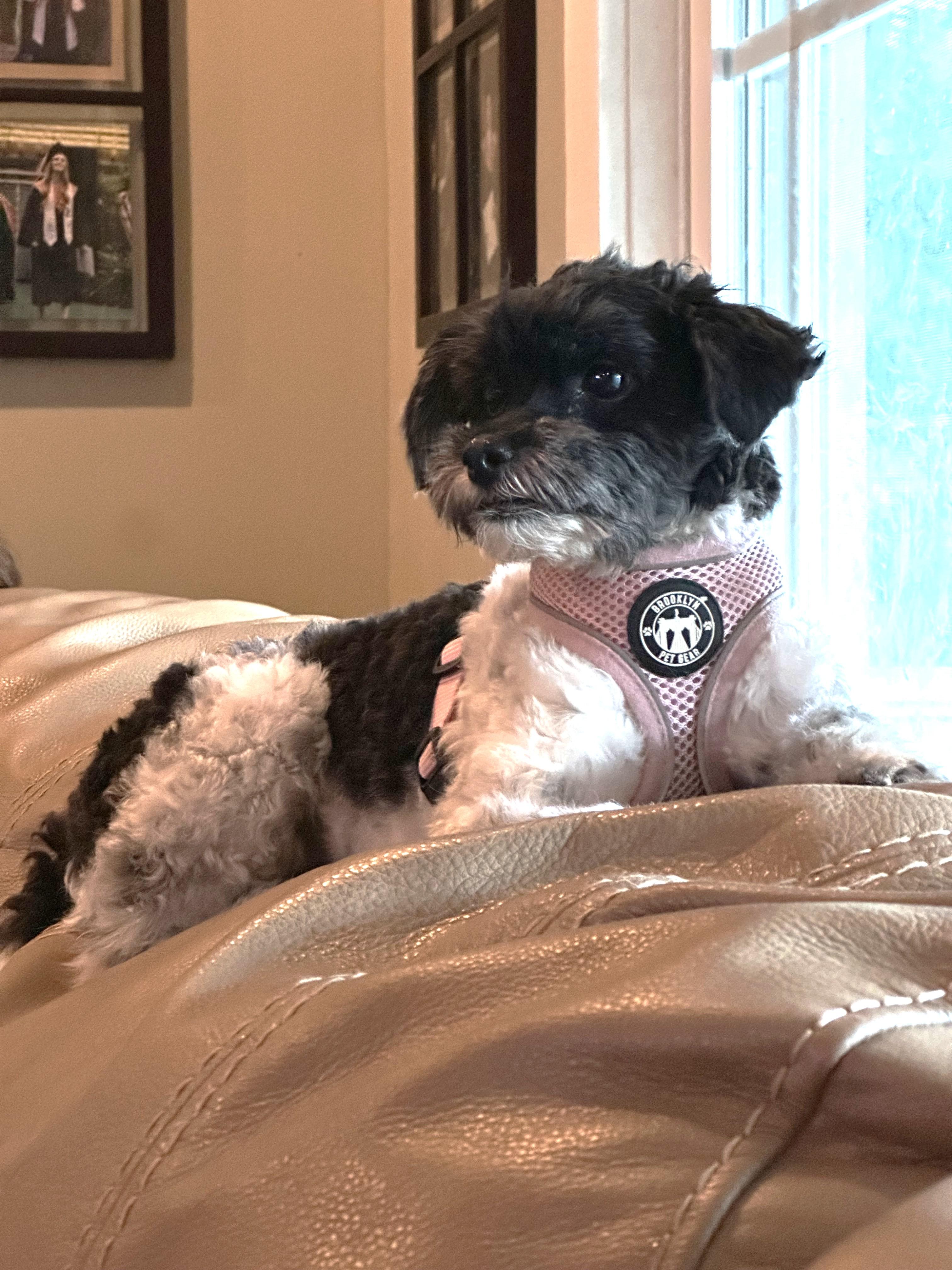 Dog for adoption - KK (1985), a Shih Tzu & Miniature Poodle Mix in ...