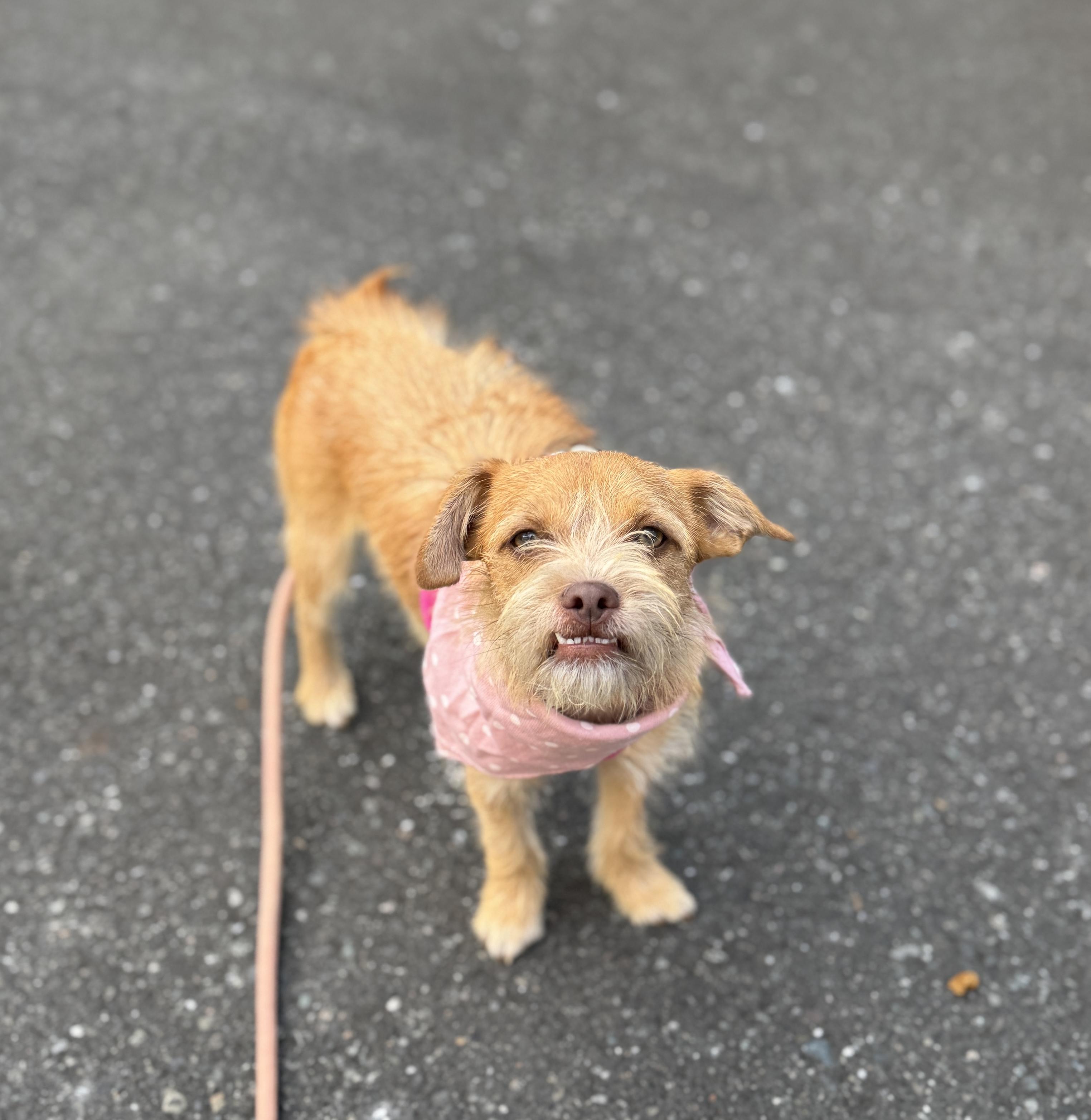 Dog for adoption - Lizzie, a Cairn Terrier & Chihuahua Mix in lynnwood ...