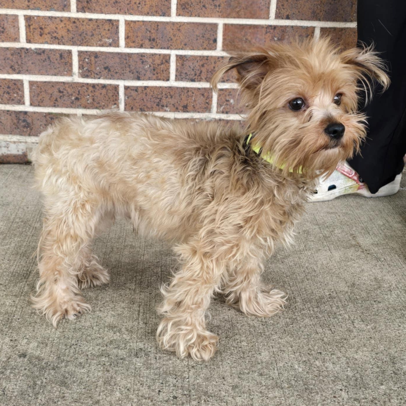 Dog for adoption - Todd, a Yorkshire Terrier Mix in Waterloo, IA ...