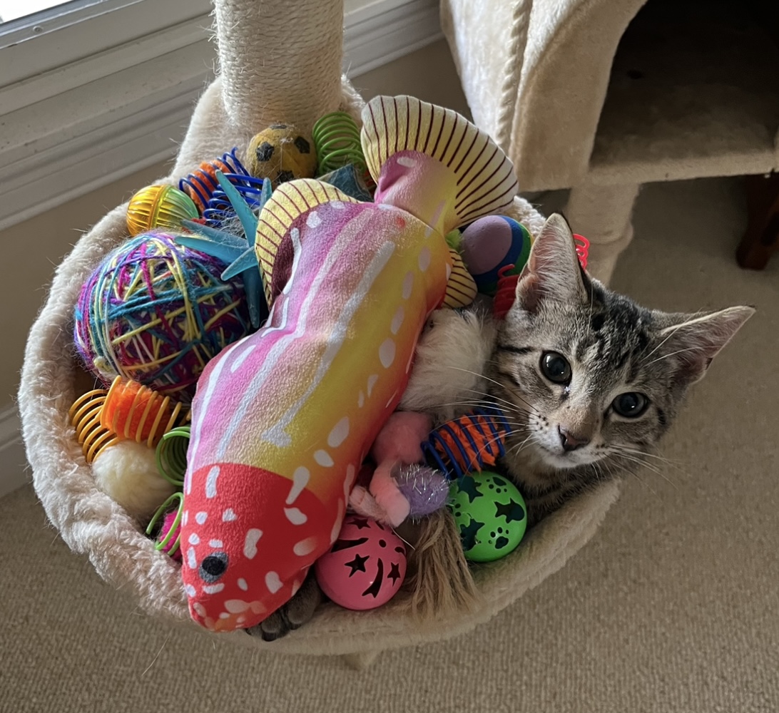 Hart Animal Rescue - Available Animals