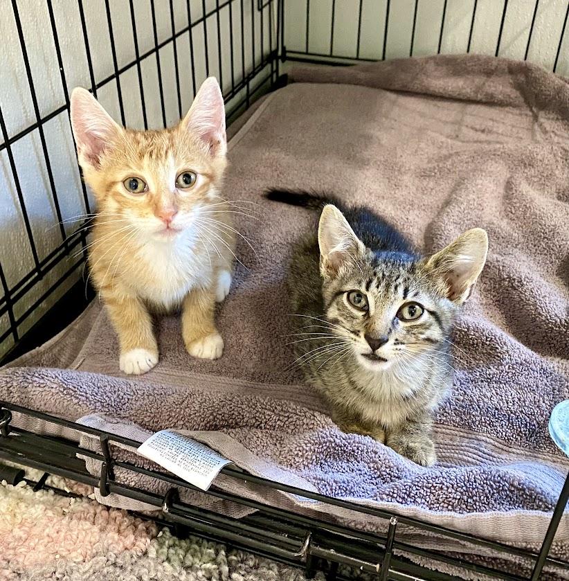 Cat for adoption - Barnacle Boy, a Domestic Short Hair in Lafayette, NJ ...