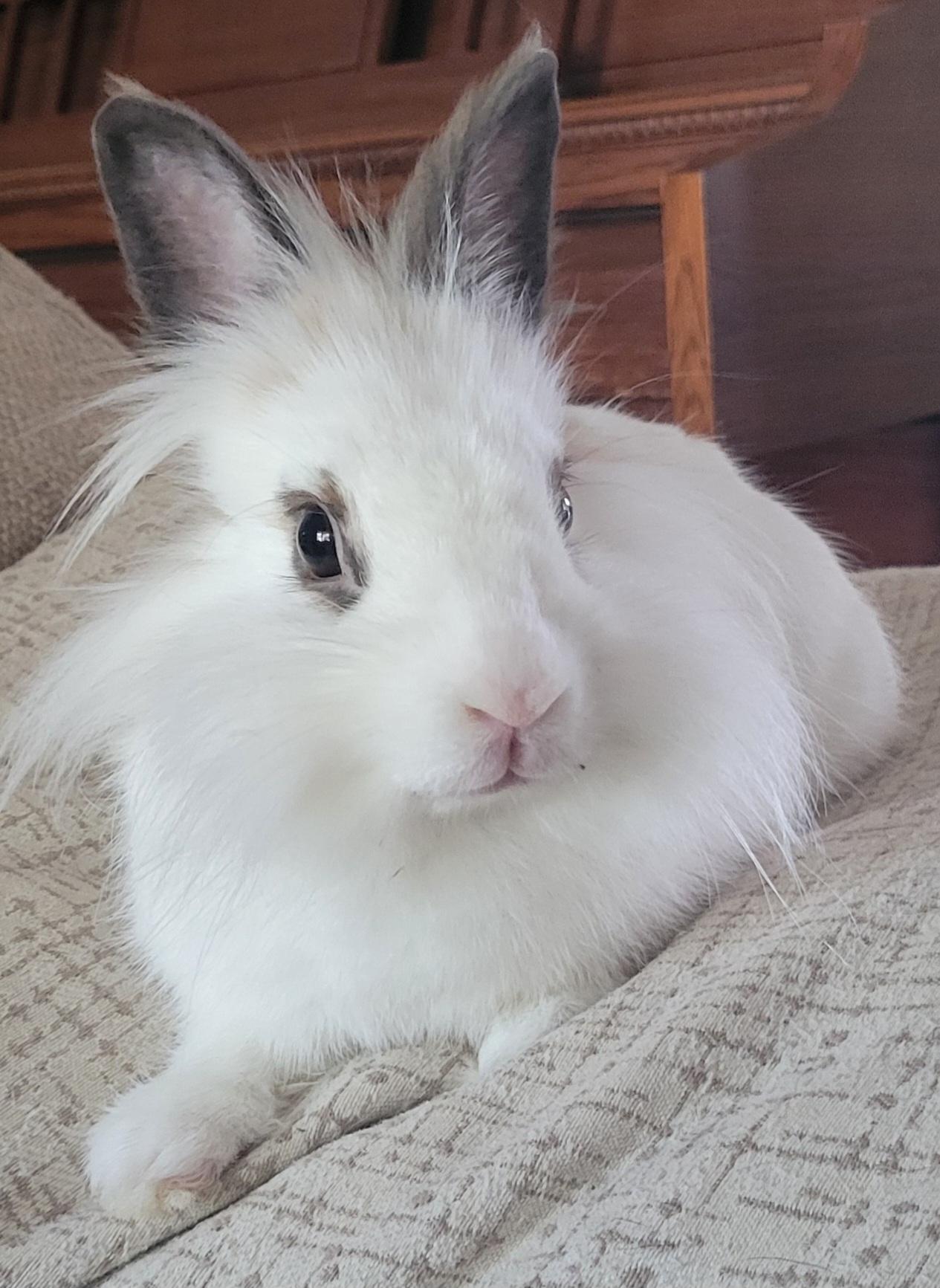 Rabbit for adoption - John B., a Lionhead in Philadelphia, PA | Petfinder