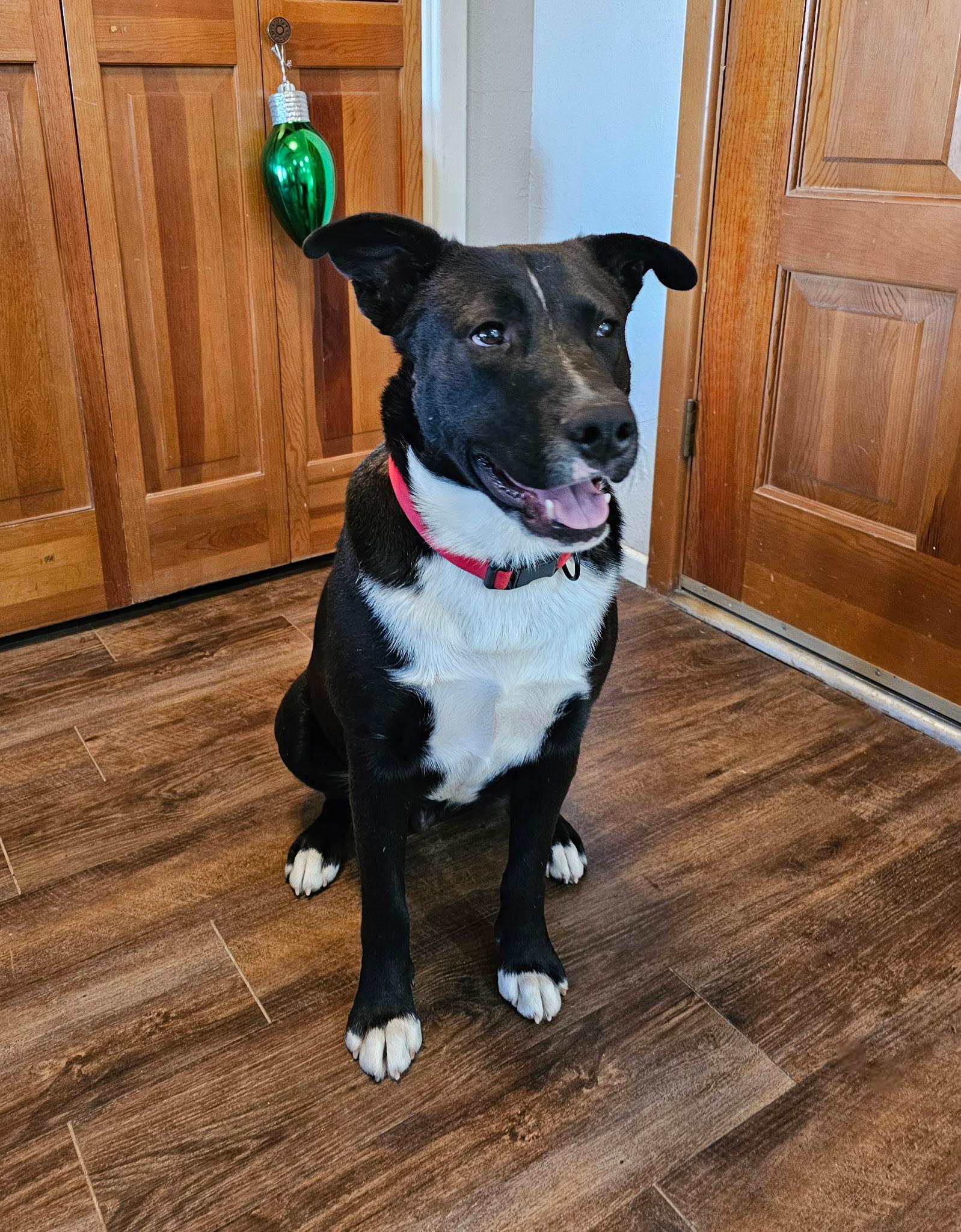 Dog for adoption - DUKE, a Border Collie & Black Labrador Retriever Mix ...