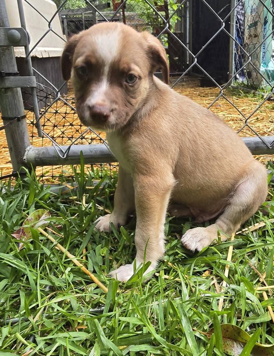 Dog for adoption - Cinnamon Toast Crunch, a Mixed Breed in Ayden, NC | Petfinder