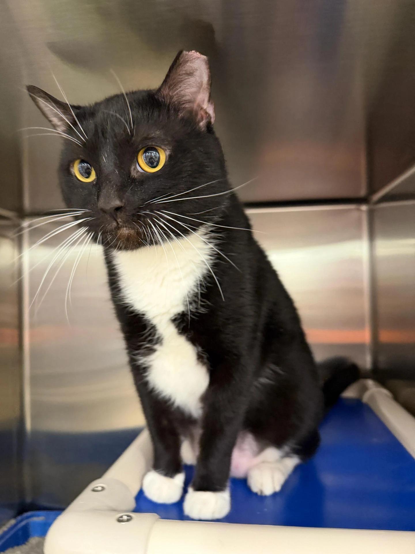 Cat for adoption - Jalapeño, a Domestic Short Hair in Maple Shade, NJ ...