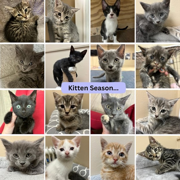 Cat for adoption - Loads of Kittens (some female), a Domestic Short ...