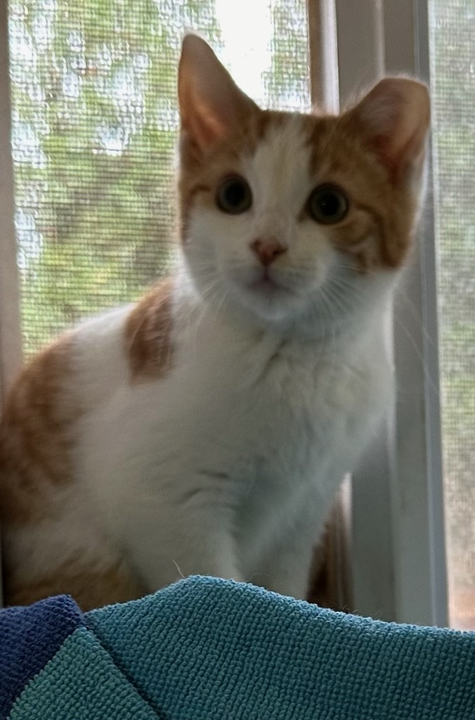 Cat for adoption - Harry, a Domestic Short Hair Mix in Westfield, NJ ...