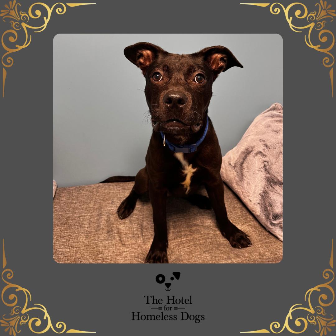 Dog for adoption - Maddox, an American Staffordshire Terrier & Terrier ...