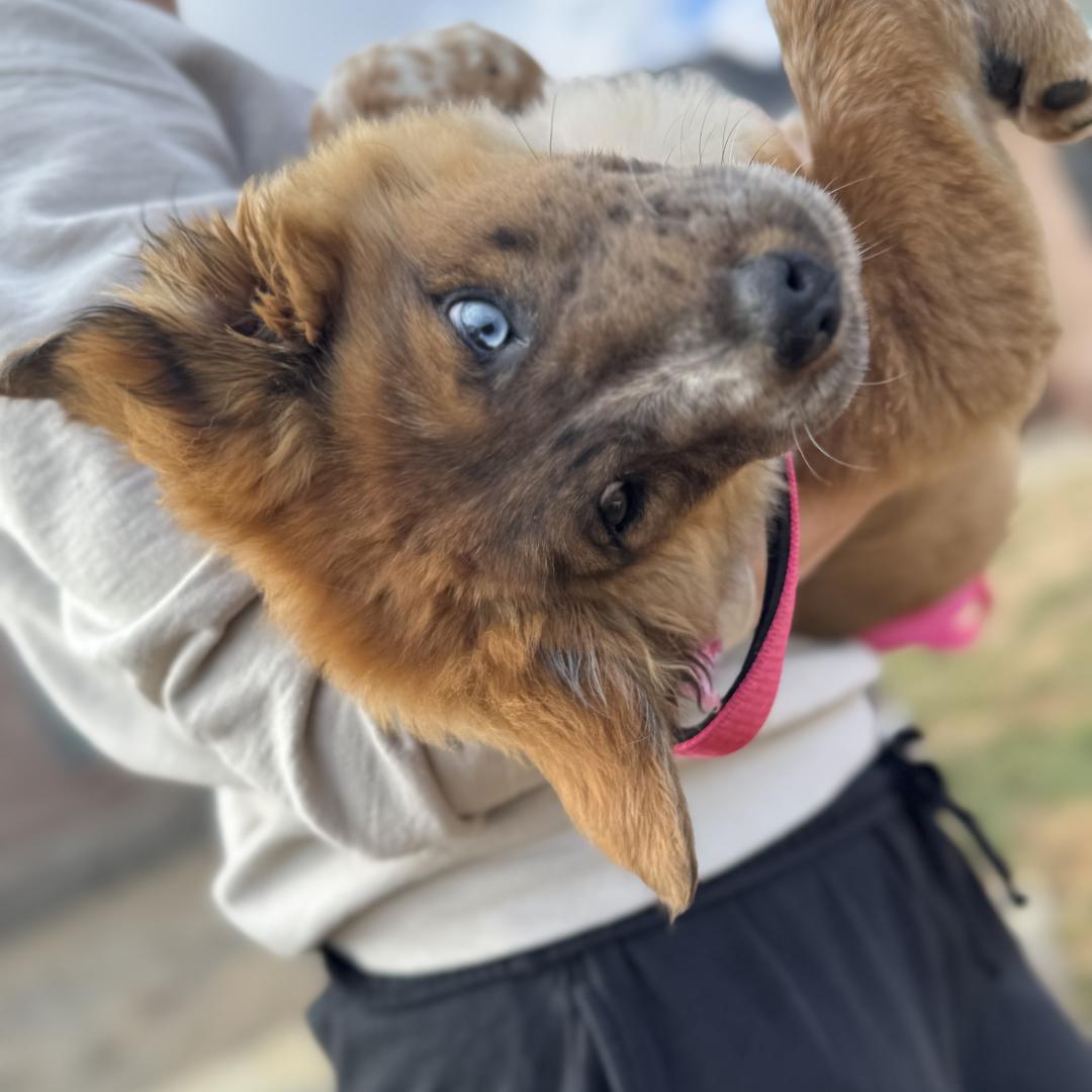 Dog for adoption - Callie, a German Shepherd Dog Mix in Lemont, IL ...