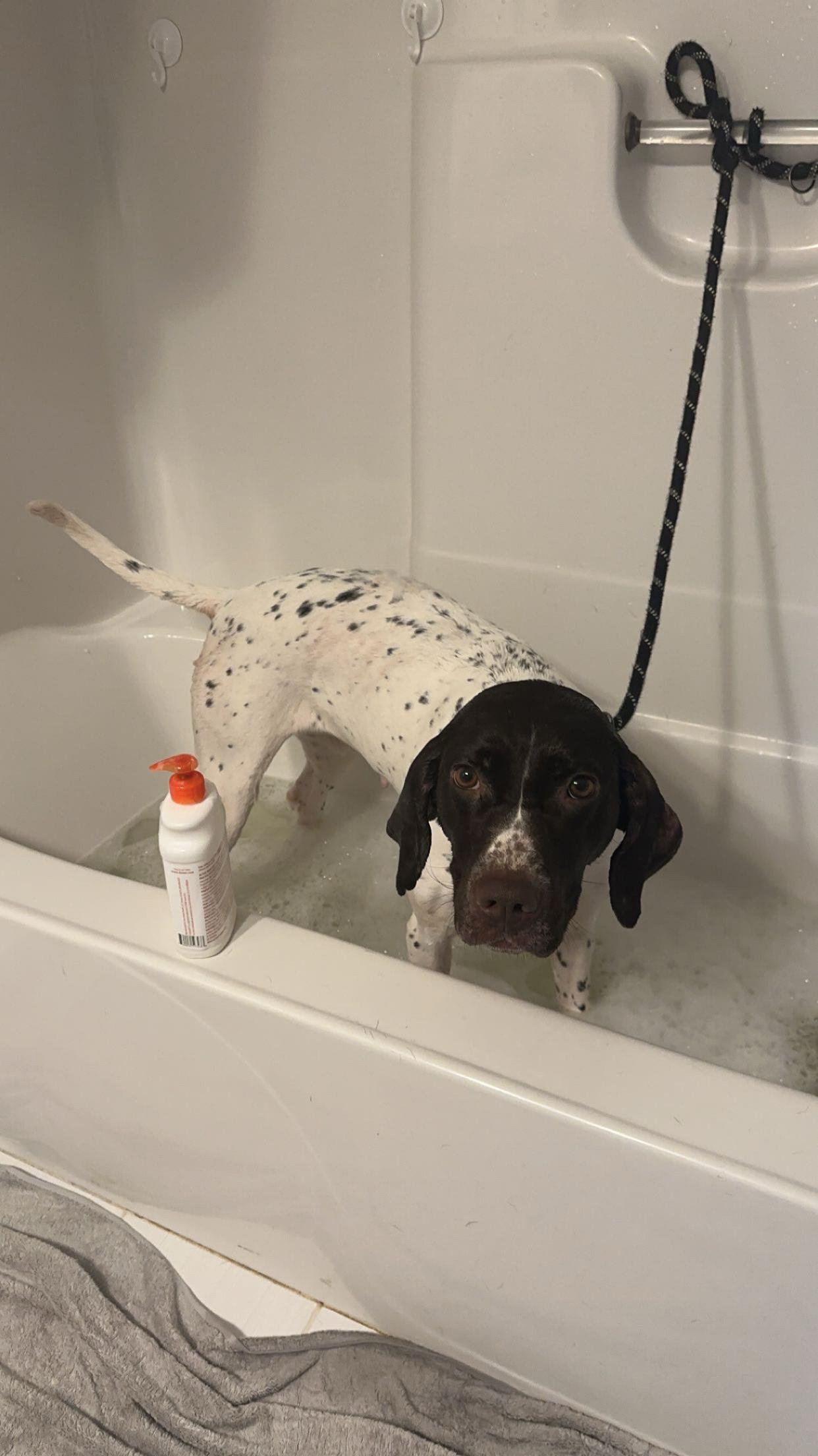 Dog for adoption - Moo, a German Shorthaired Pointer in Tewksbury, MA ...