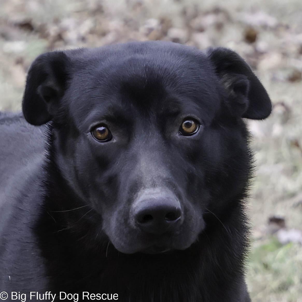 Dog for adoption - Smalls, a Black Labrador Retriever & Great Pyrenees ...