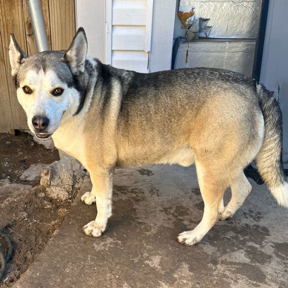 Dog for adoption - Louie, a Siberian Husky Mix in Houston, TX | Petfinder