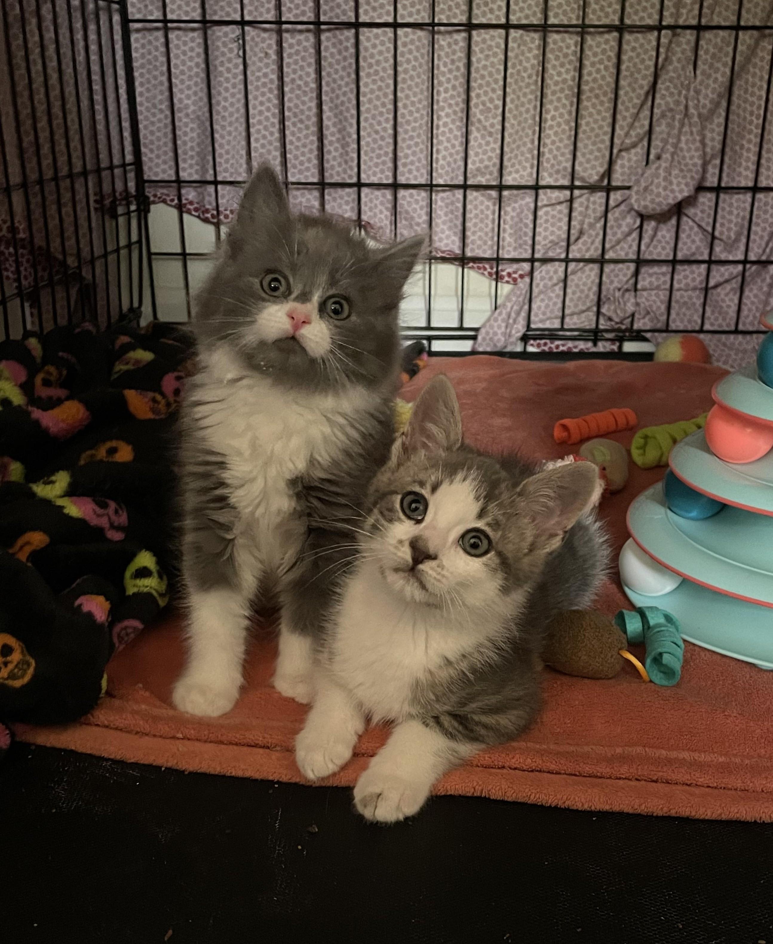 Cat for adoption - Mindy, a Domestic Medium Hair in Roslindale, MA ...