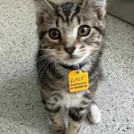 Peter - Sweet and Fun - Adoptable Pet | Petfinder | Petfinder