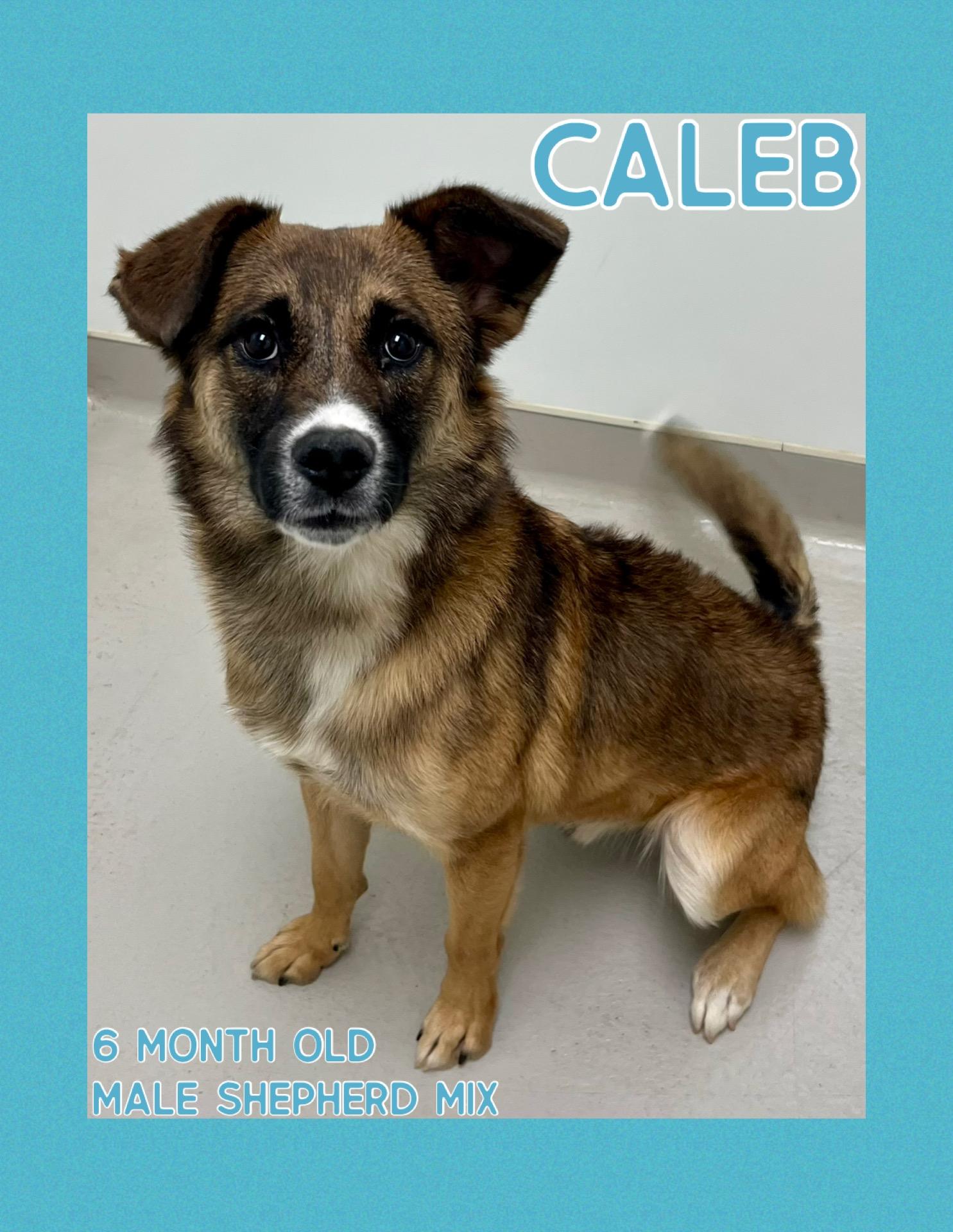 Dog for adoption - Caleb, a Shepherd Mix in Danville, IN | Petfinder
