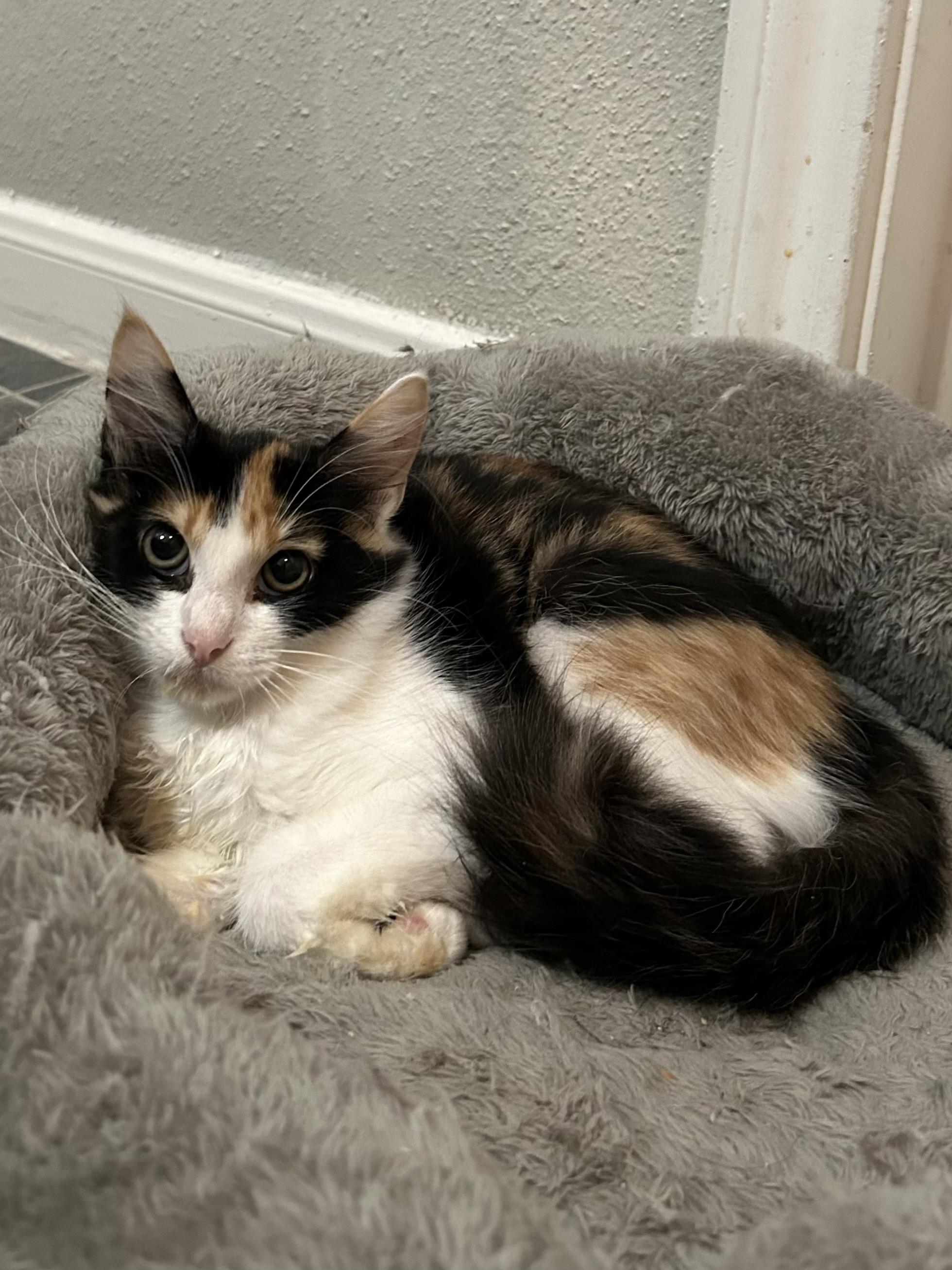 Cat for adoption - Elora, a Domestic Long Hair in FREDERICKSBURG , VA ...
