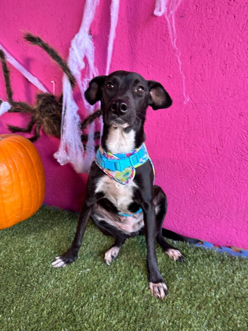 Dog for adoption - Samara, a Labrador Retriever Mix in Las Vegas, NV ...