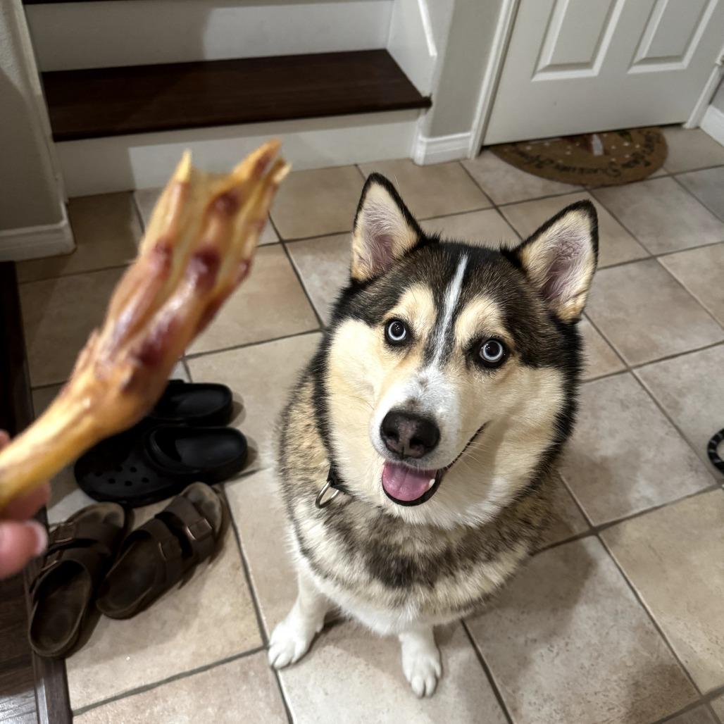 Dog for adoption - Teddy, a Husky & Corgi Mix in San Rafael, CA | Petfinder