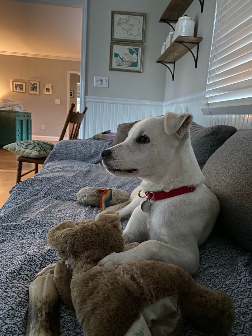 Dog for adoption - Noviembre, a Labrador Retriever Mix in Harrison, NY ...