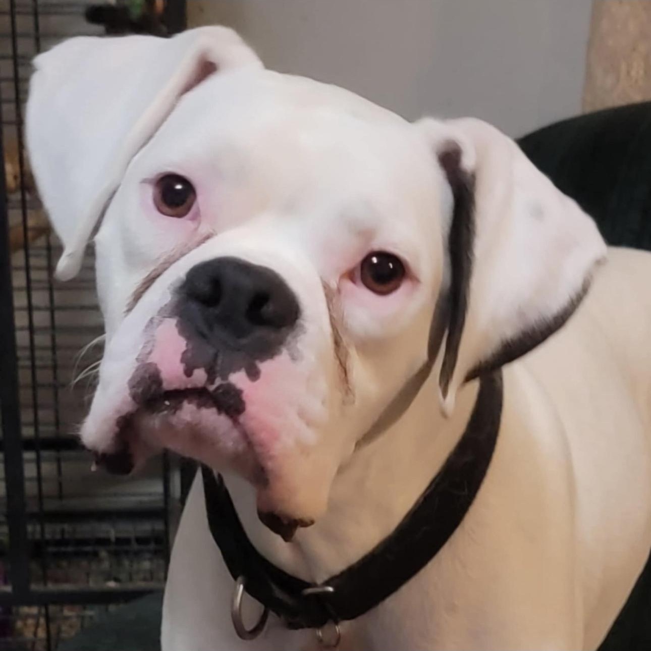 Dog for adoption - 6903 Bogey, a Boxer in Springfield, MO | Petfinder