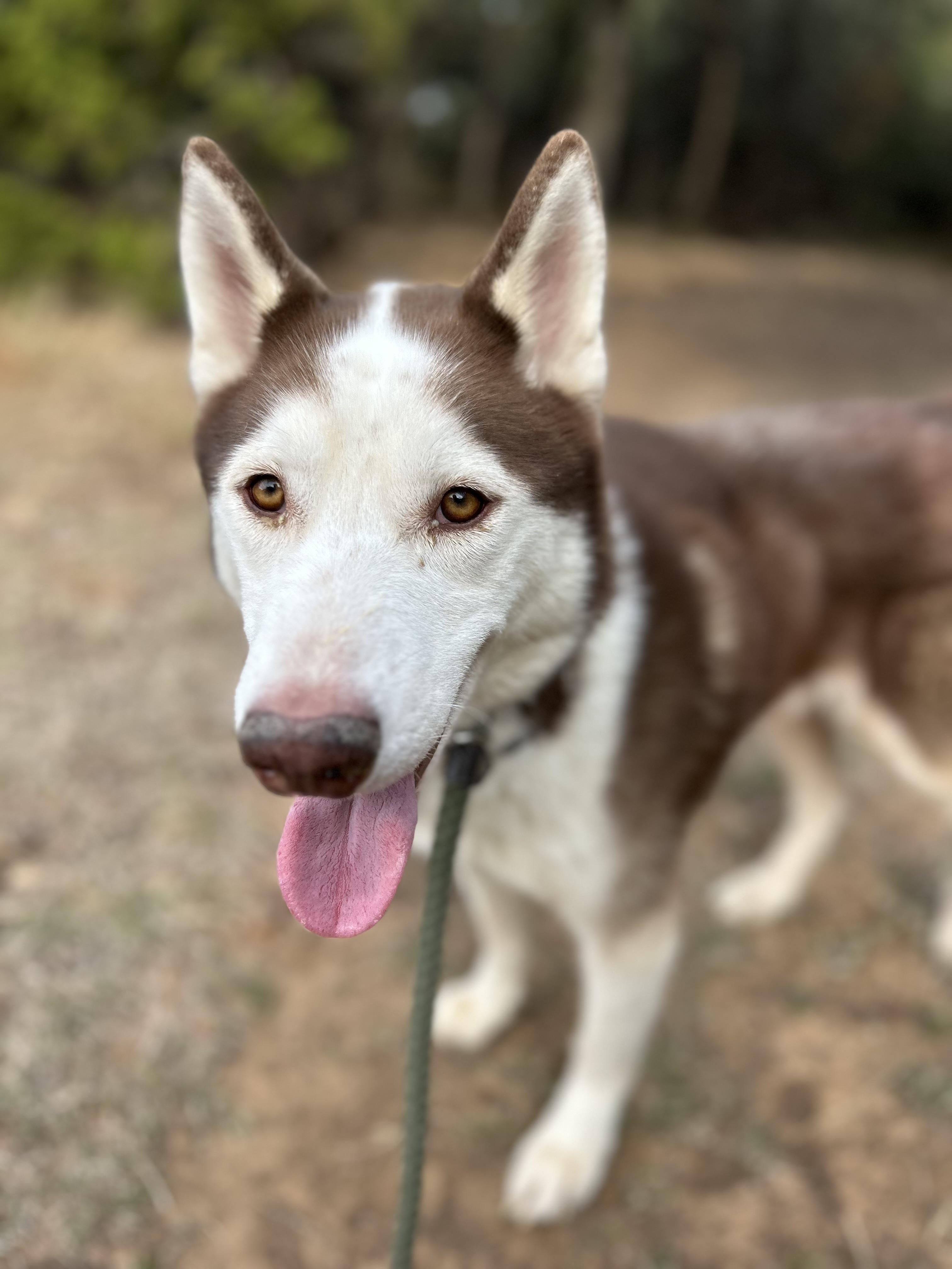 Dog for adoption - Spirit, a Siberian Husky in Hamel, IL | Petfinder