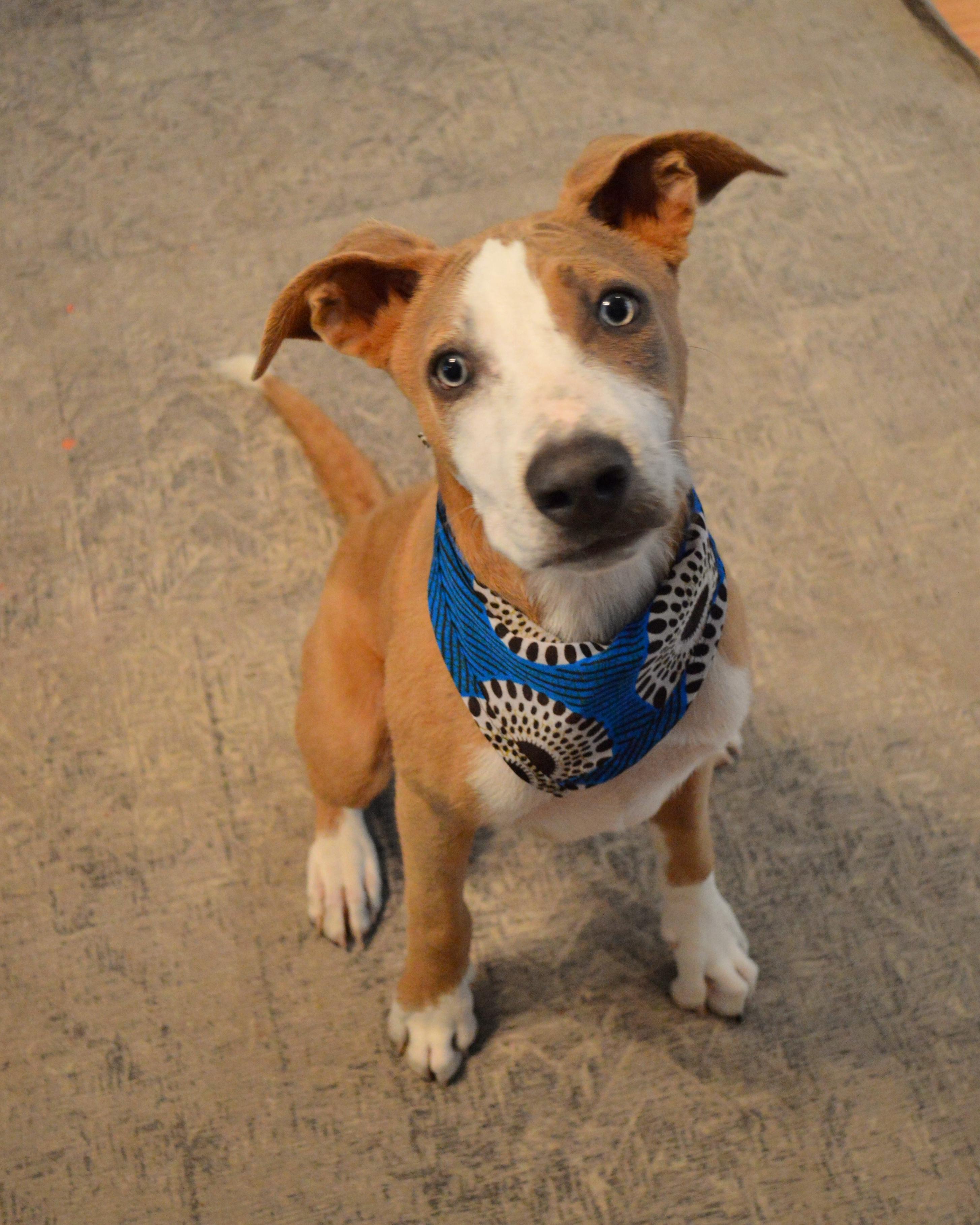 Dog for adoption - Sully, a Hound & Australian Shepherd Mix in Lenoir City, TN | Petfinder