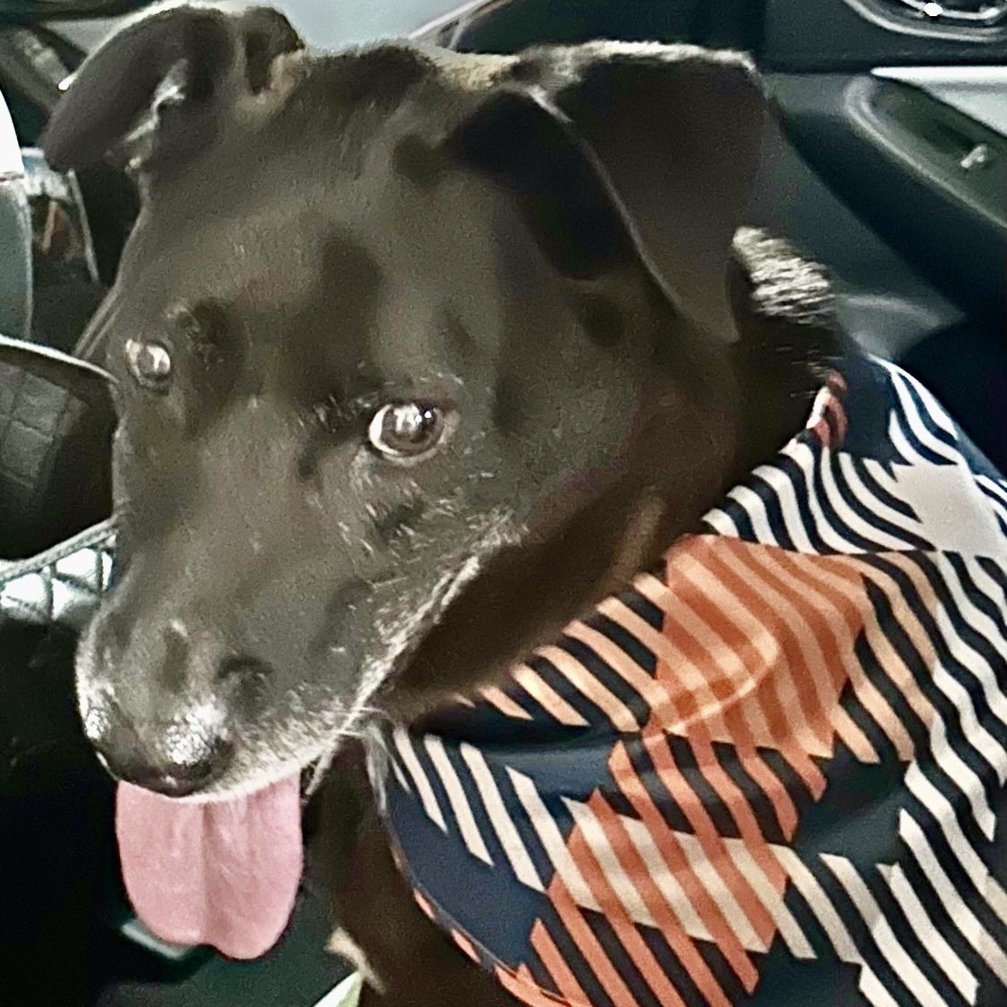 Dog for adoption - Moe, a Labrador Retriever & Hound Mix in Atlanta, GA ...