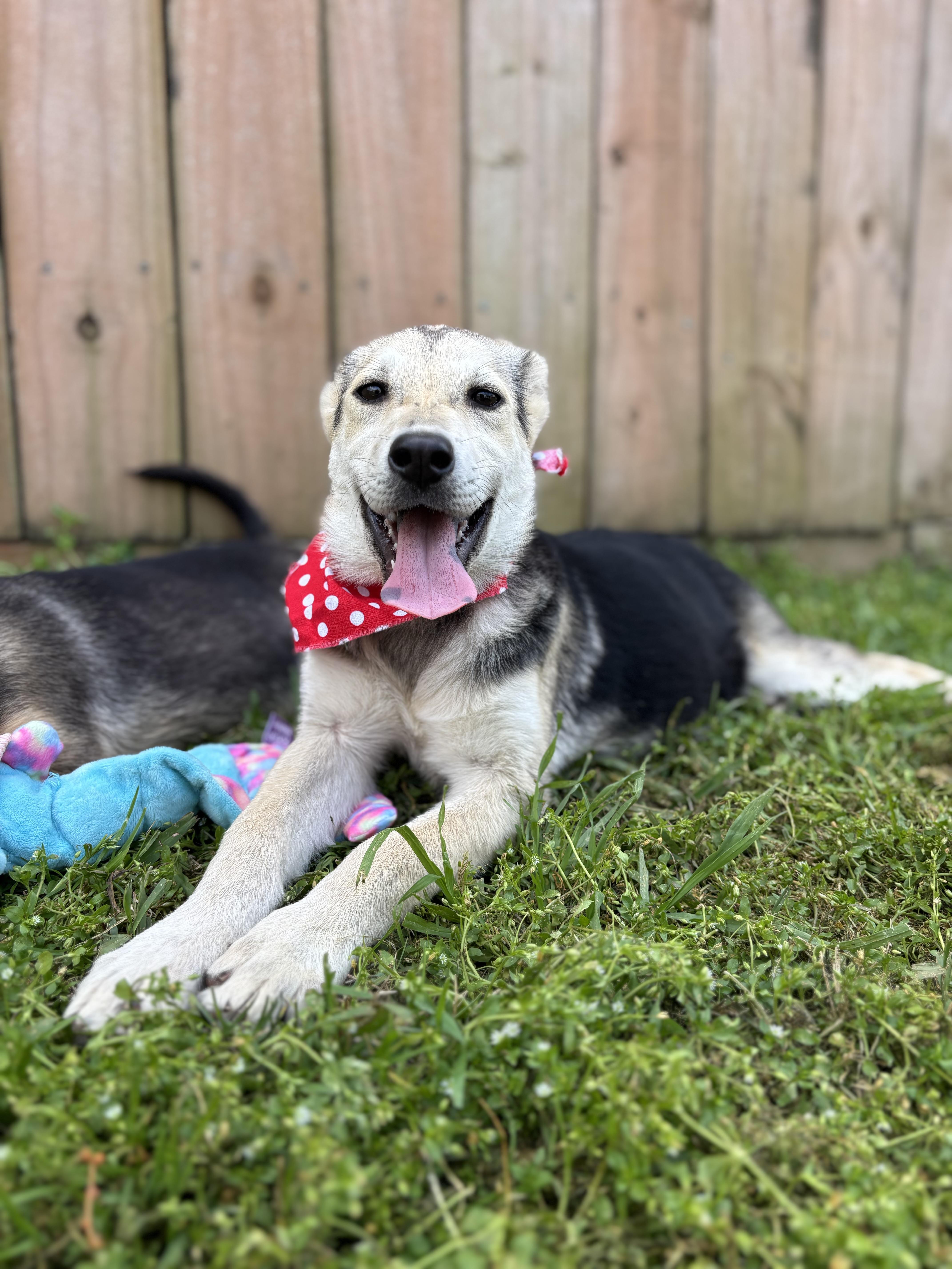 Dog for adoption - Galla Love, a German Shepherd Dog & Husky Mix in ...