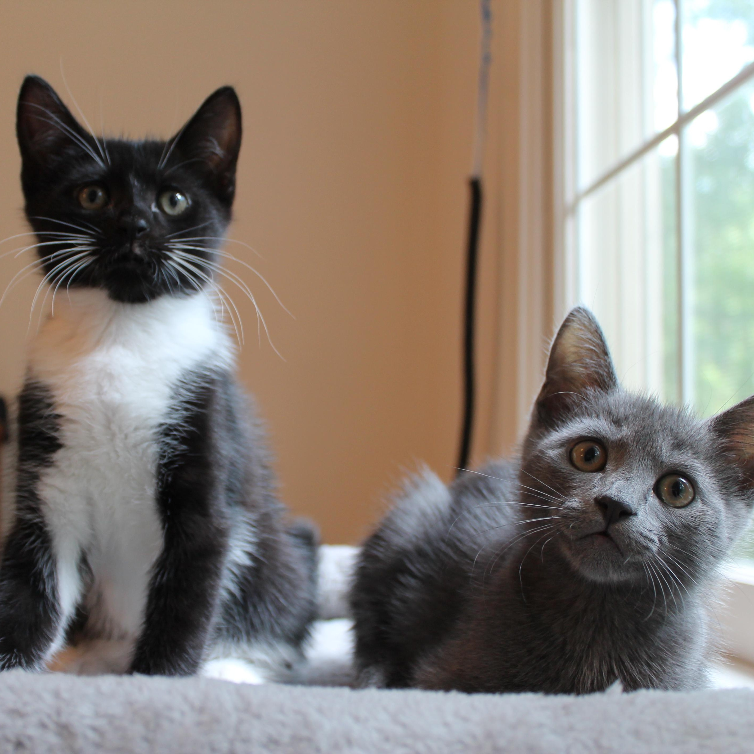 Cat for adoption - Sunstone & Quartz-Family Ready Brother Kittens, a Domestic Short Hair in ...