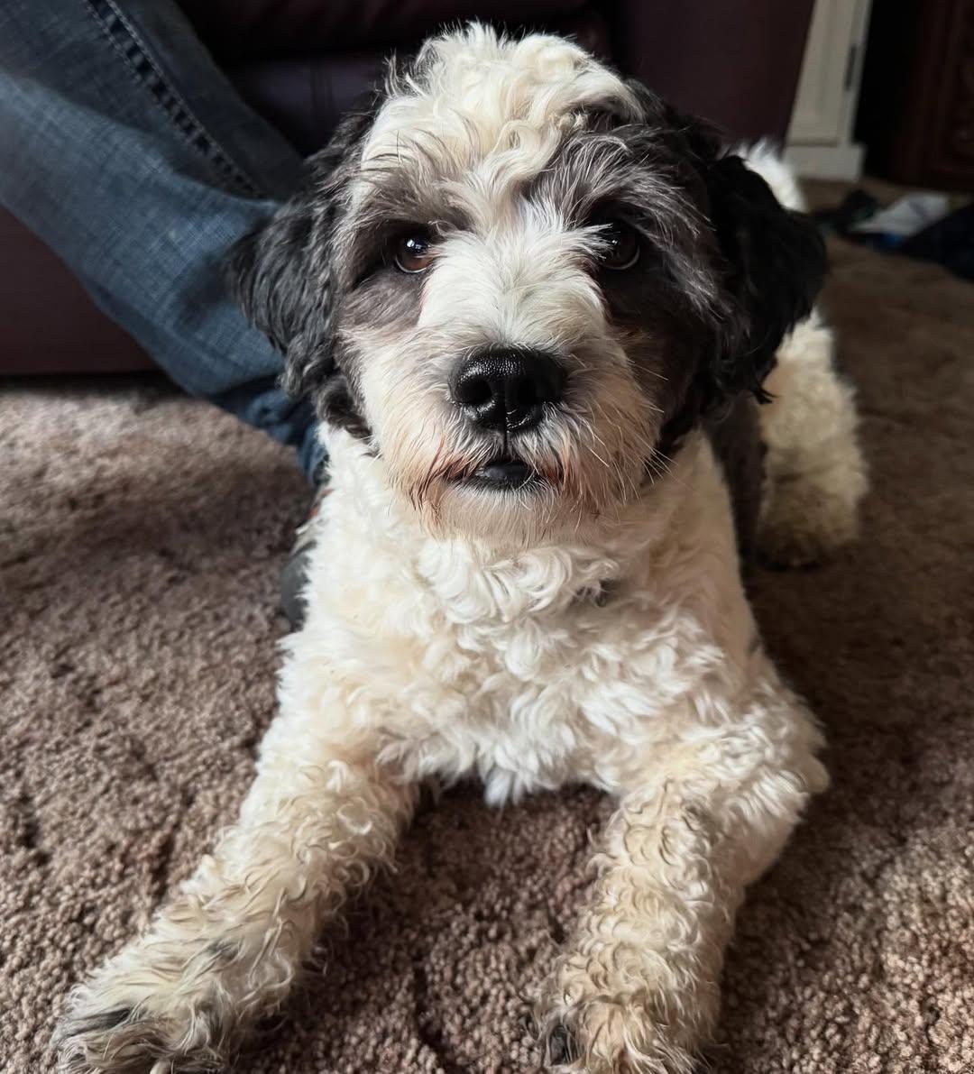 Dog for adoption - Eddie, a Miniature Poodle & Terrier Mix in Detroit ...