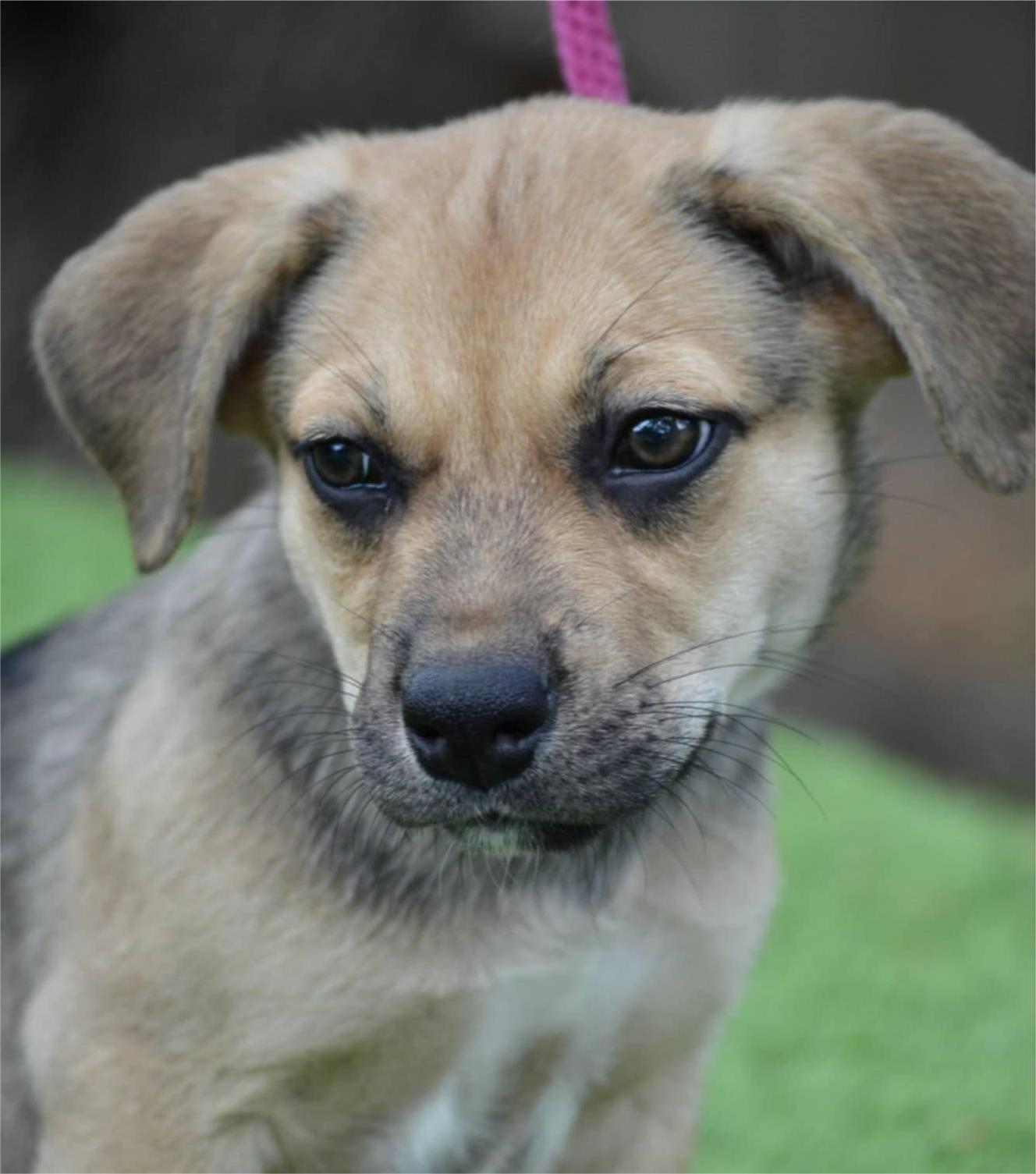 Dog for adoption - Aphrodite, a Puggle & Border Terrier Mix in St Louis ...